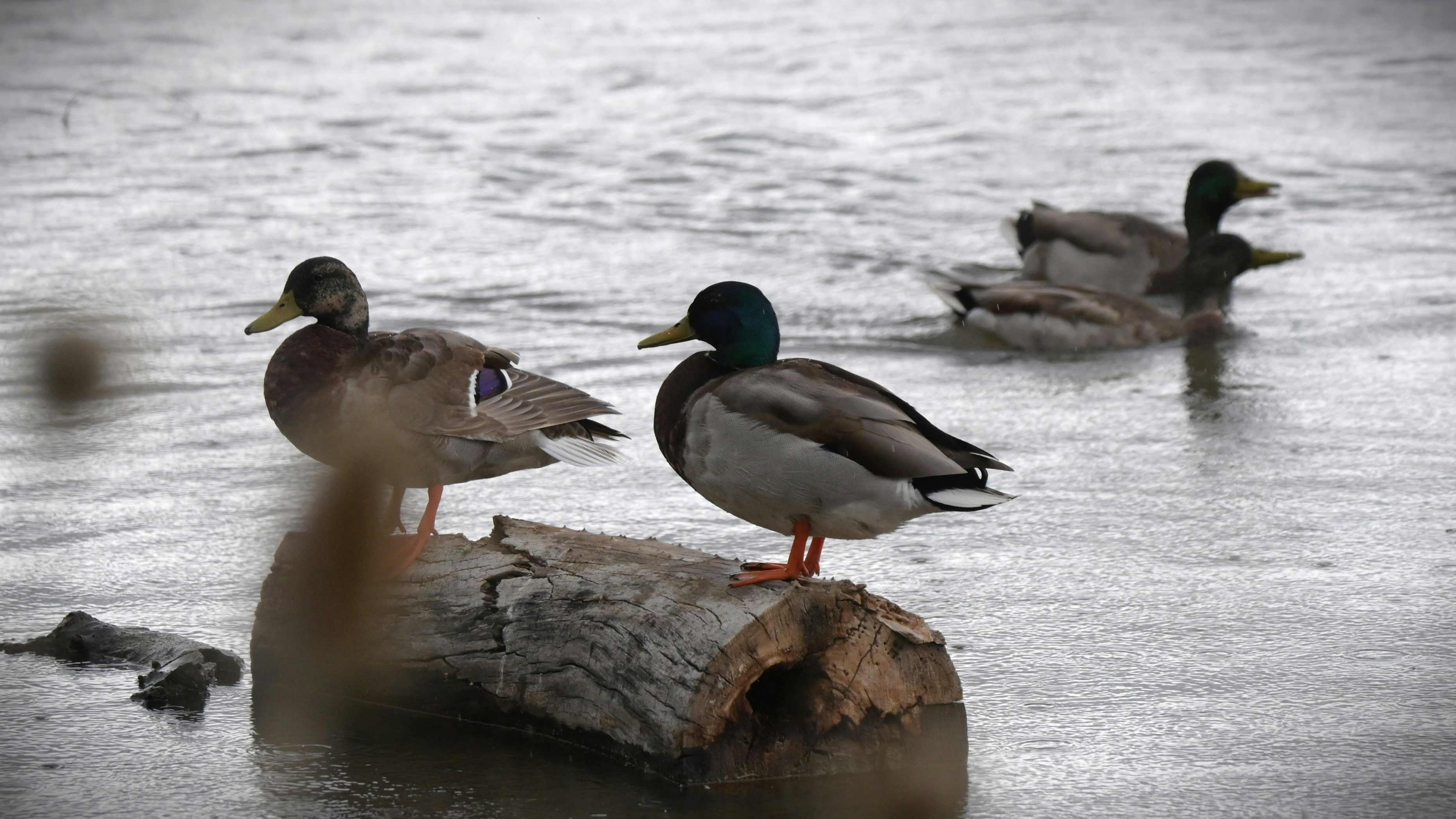 Ducks at Dusk: Perched on a Log by the Icy Shore
