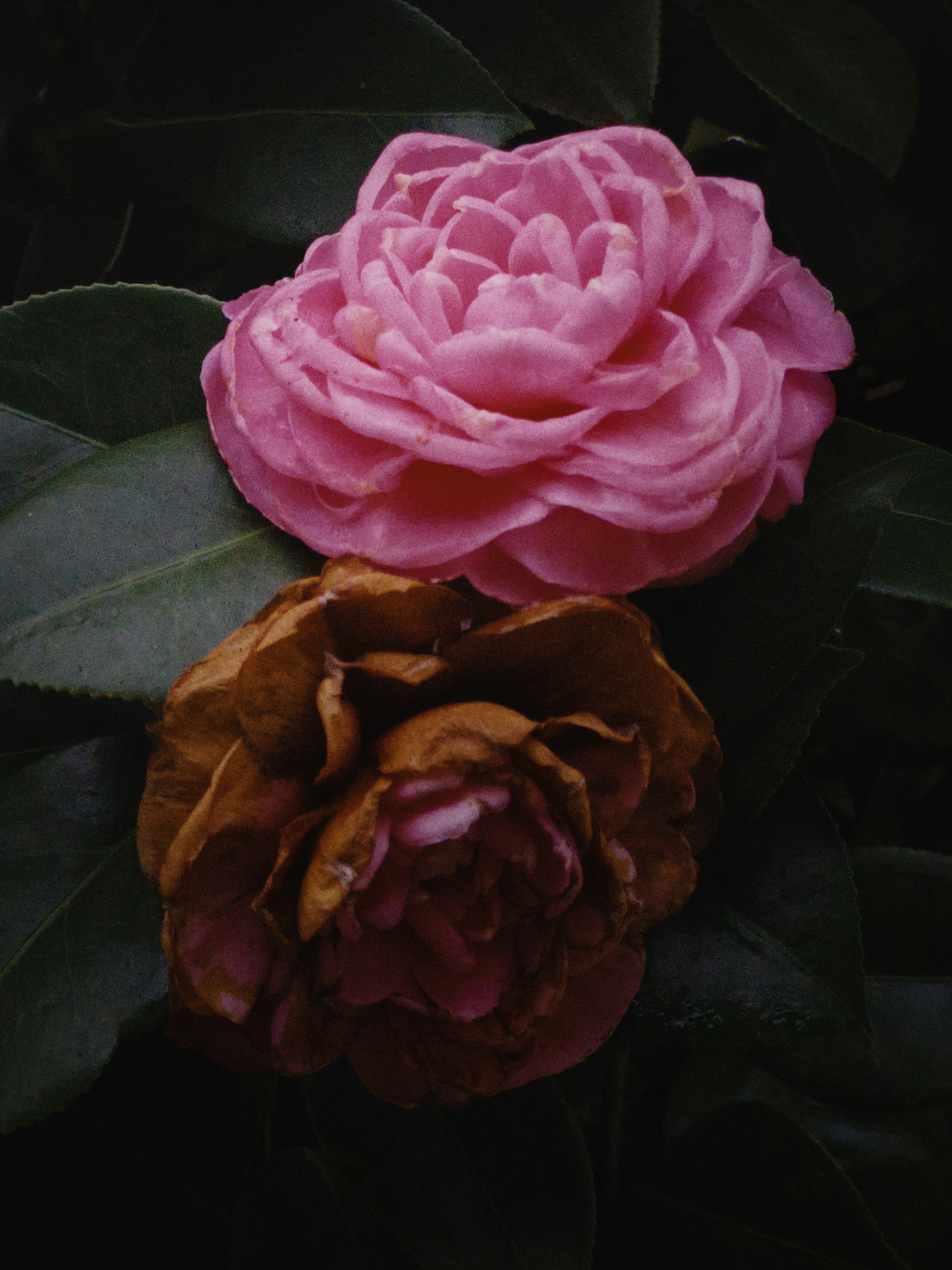 Dual Bloom: Pink Camellia and Withered Rose Nestle in Evening Foliage
