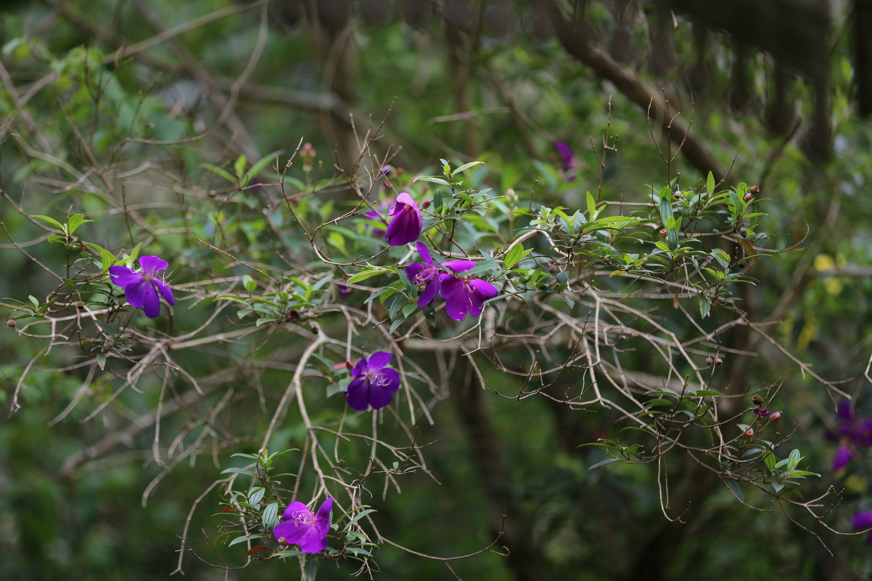 Violet Bloom Network on a Tangled Branch