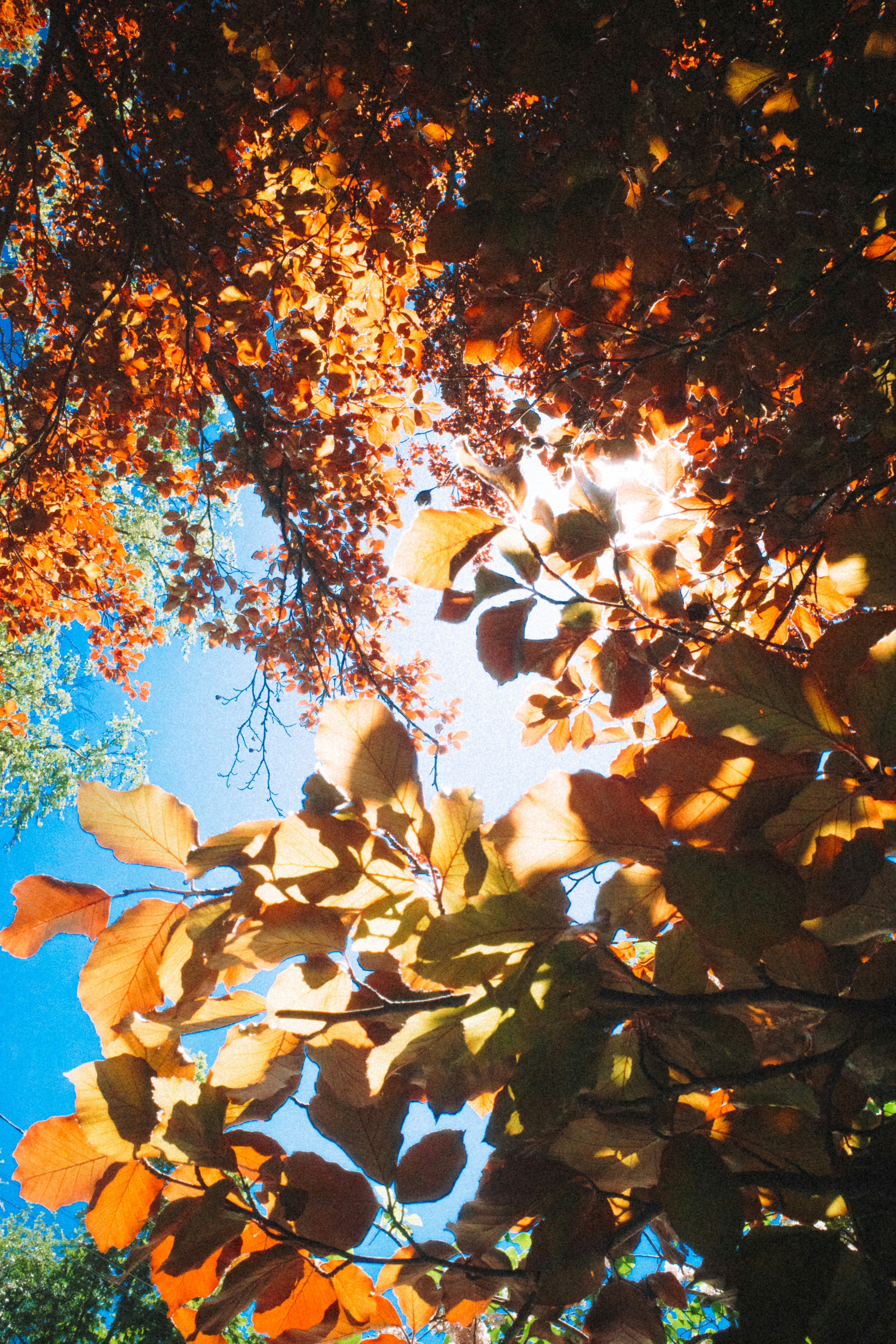Sunlit Autumn Canopy: Leaves Against a Bright Sky
