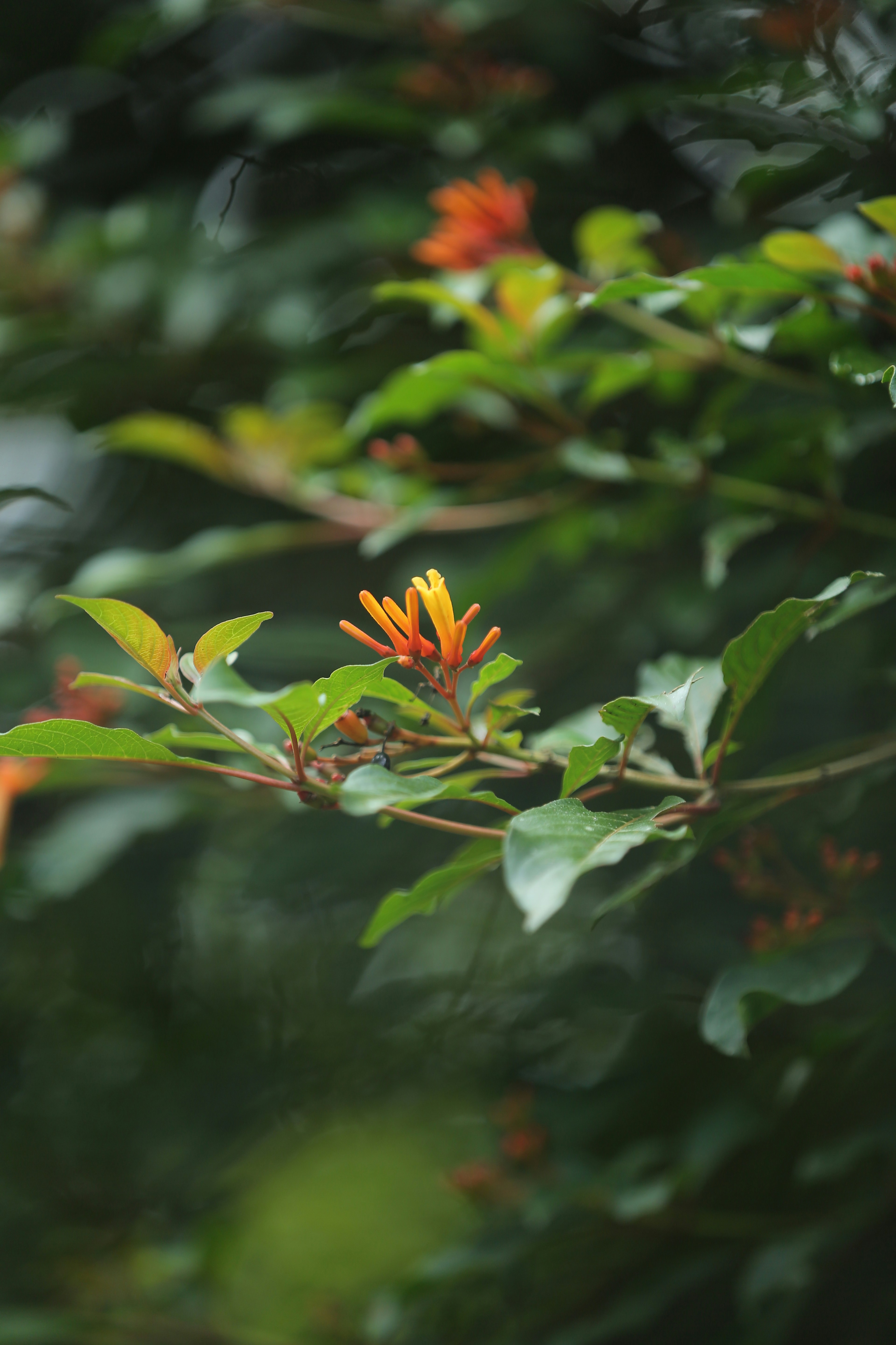 Orange-tipped bloom on a softly blurred green canopy