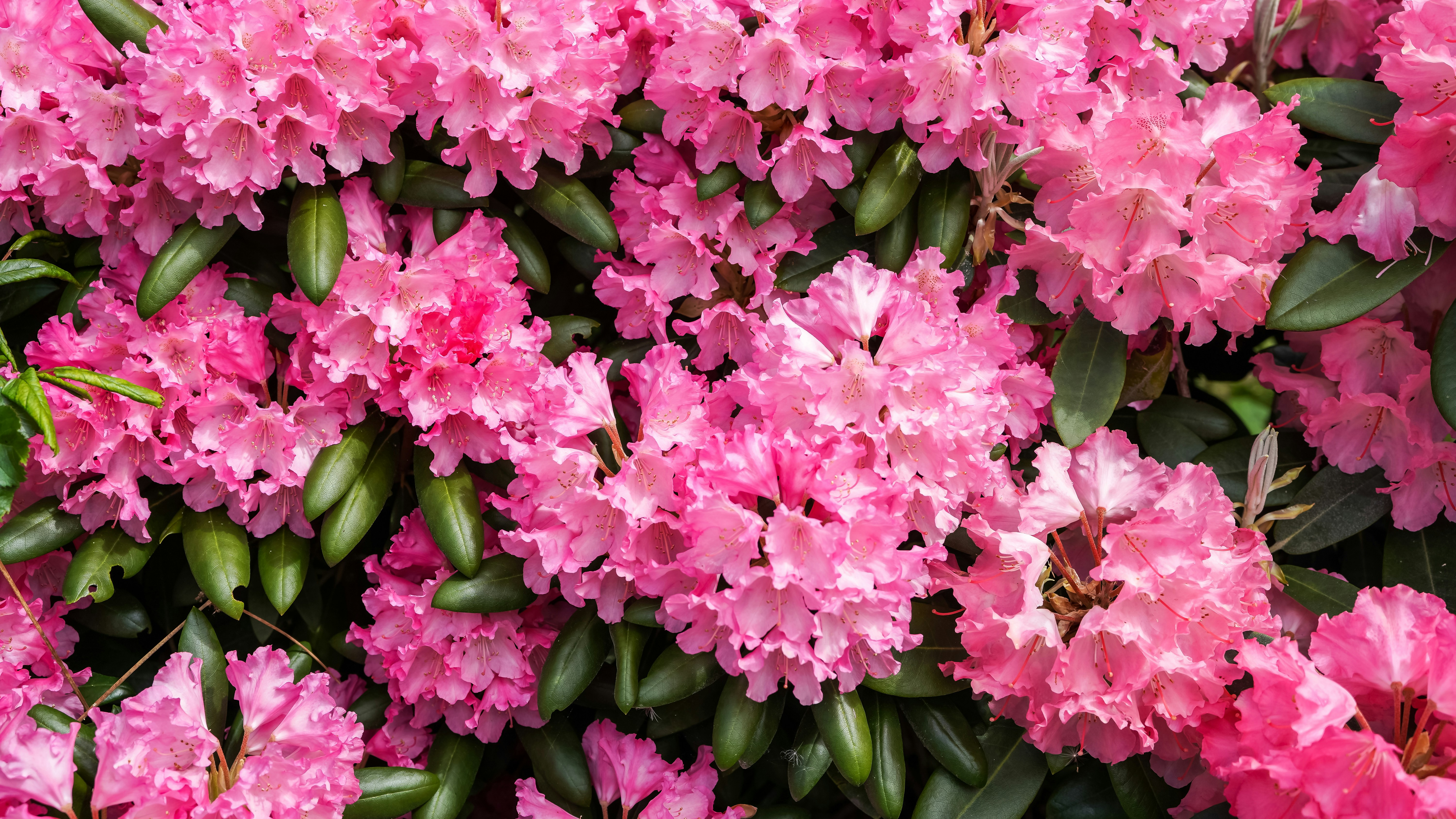 Blossoms in Rosy Dense Chorus