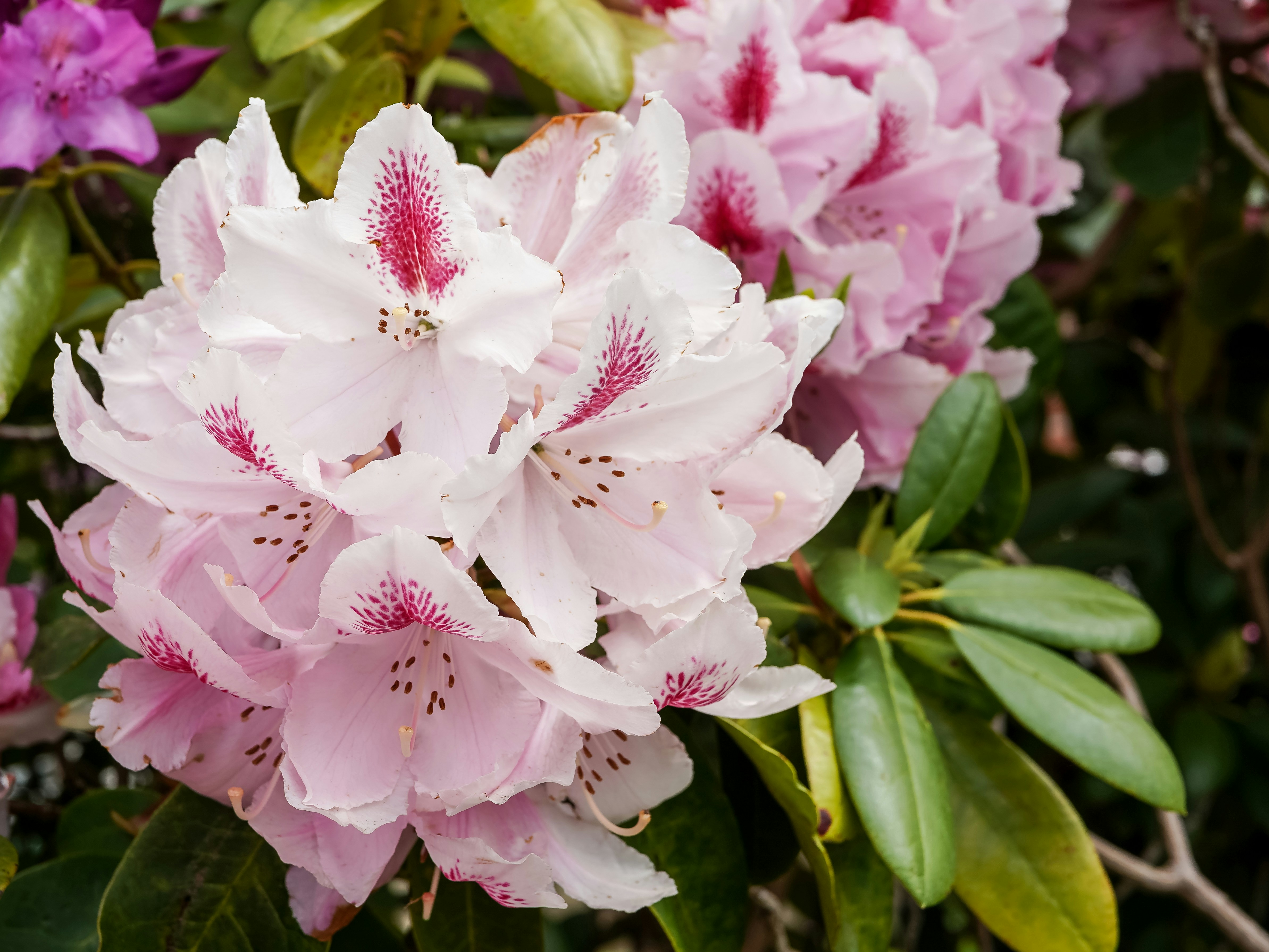 Soft Sunrise Blooms: Close-up of Pink Rhododendron Clusters