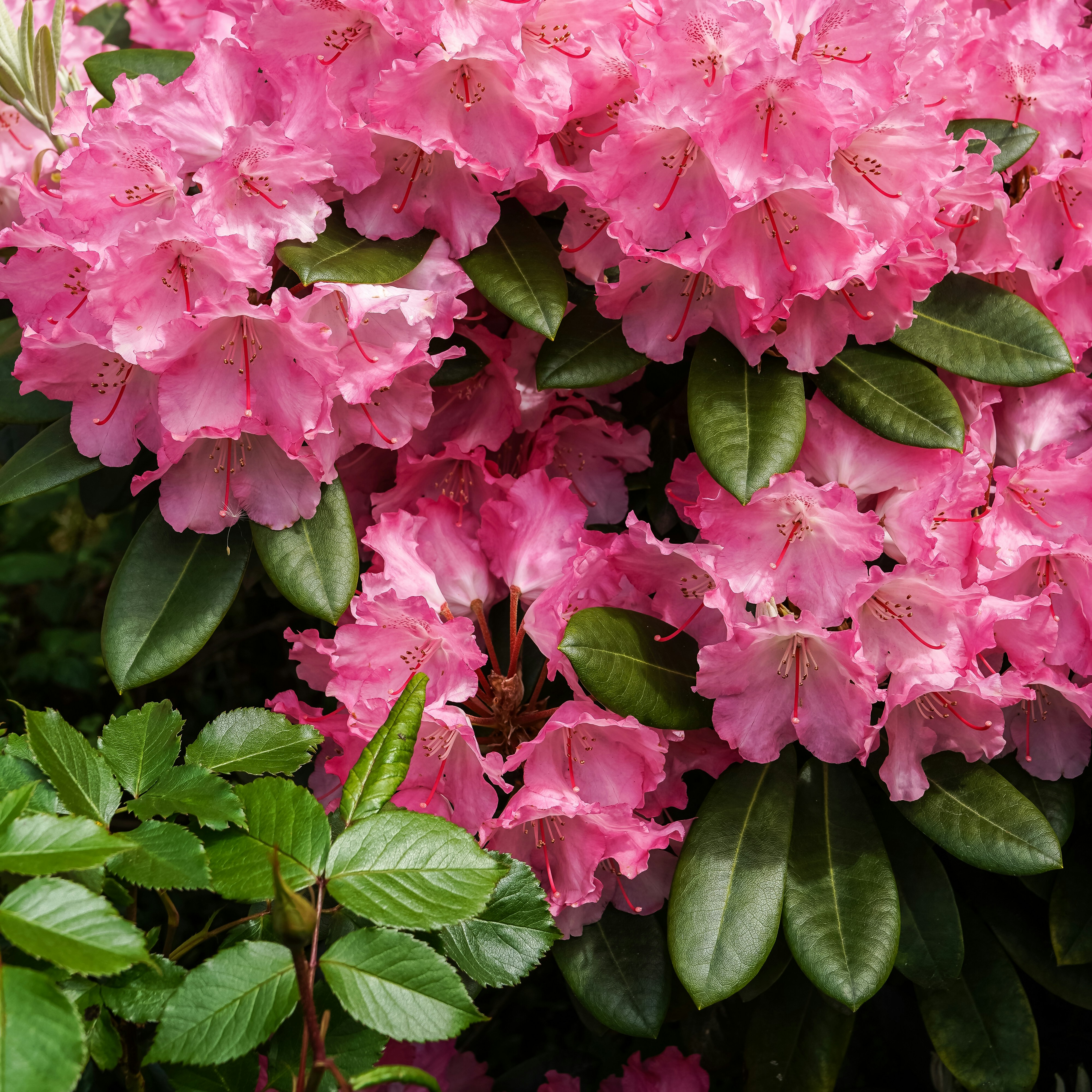 Pink Rhododendron Bouquet in Lush Garden Foliage