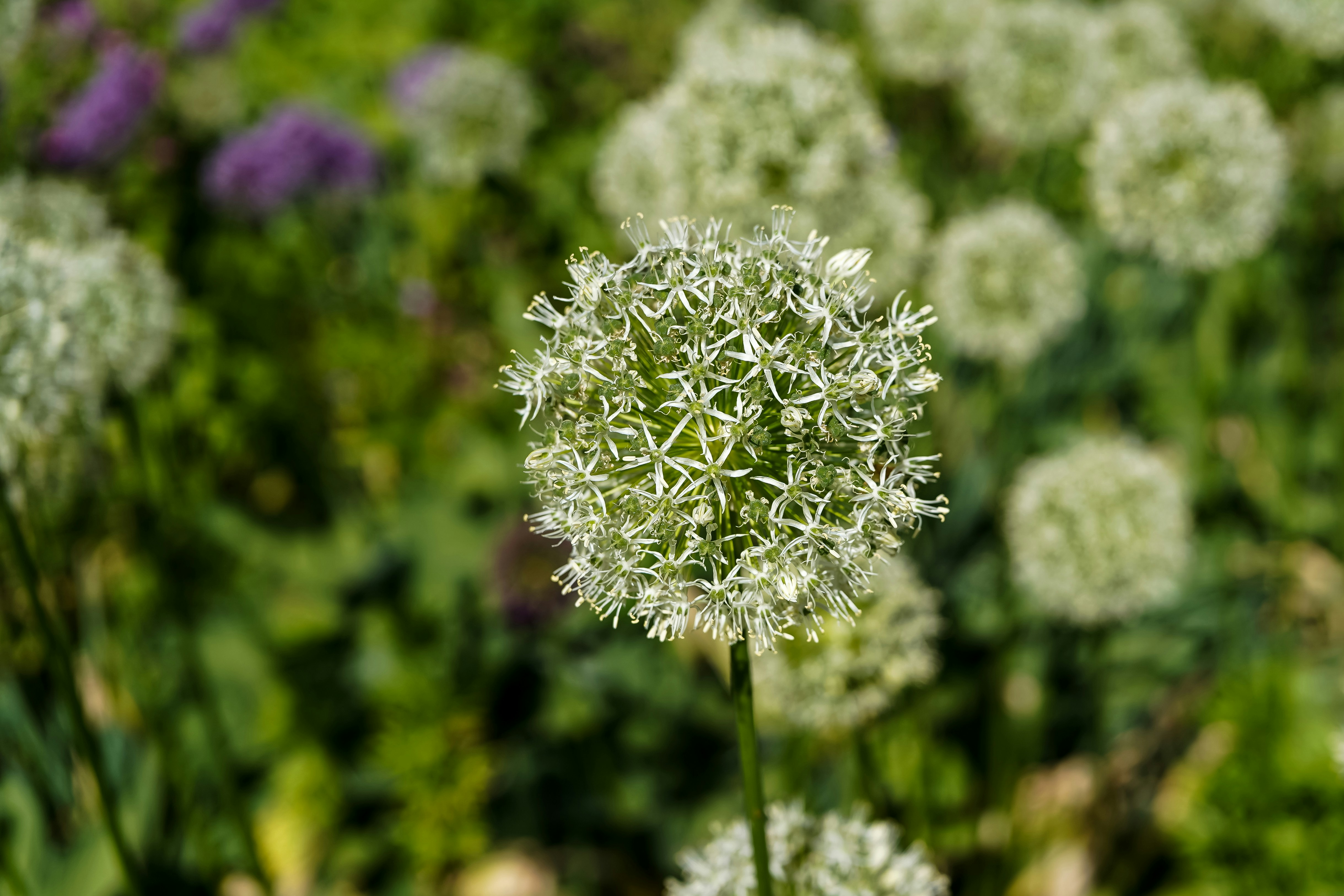 Allium Crown in Focus: A Lonely Seedhead Reaching through a Blooming Field
