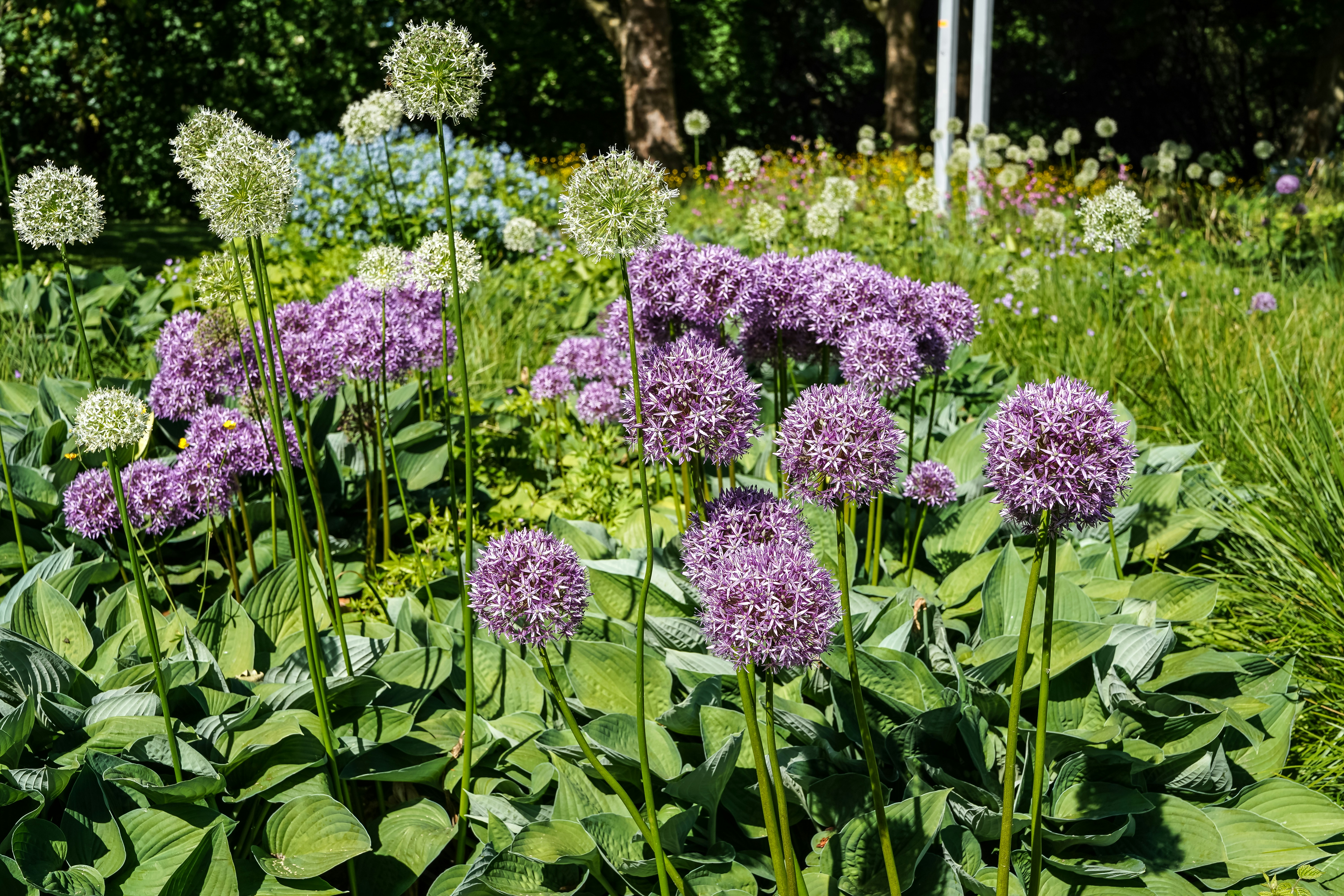 Lavender-rose Allium Sea: A Sunlit Allium Bed in Bloom
