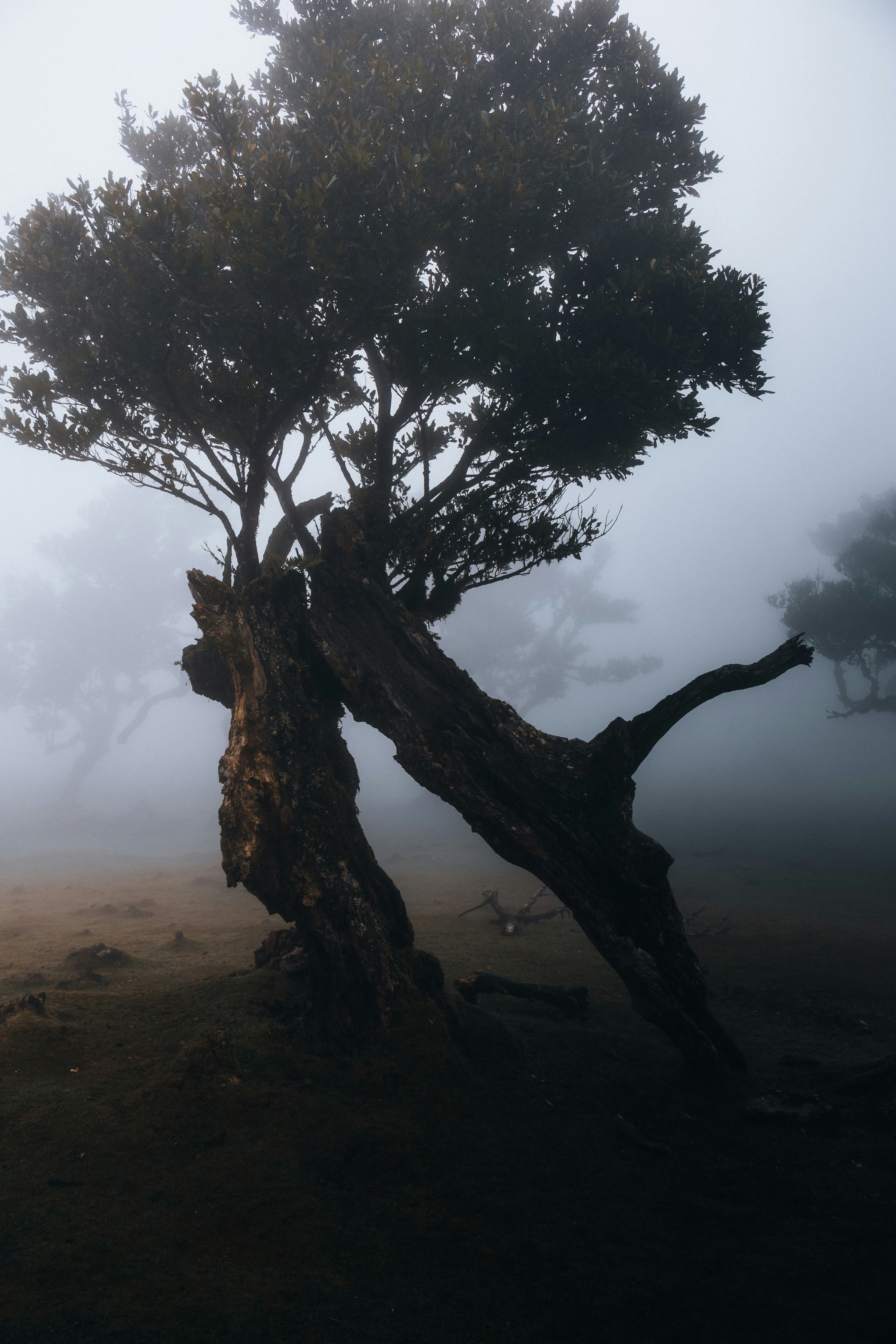 Gnarled Lone Tree Reaching Through the Mist