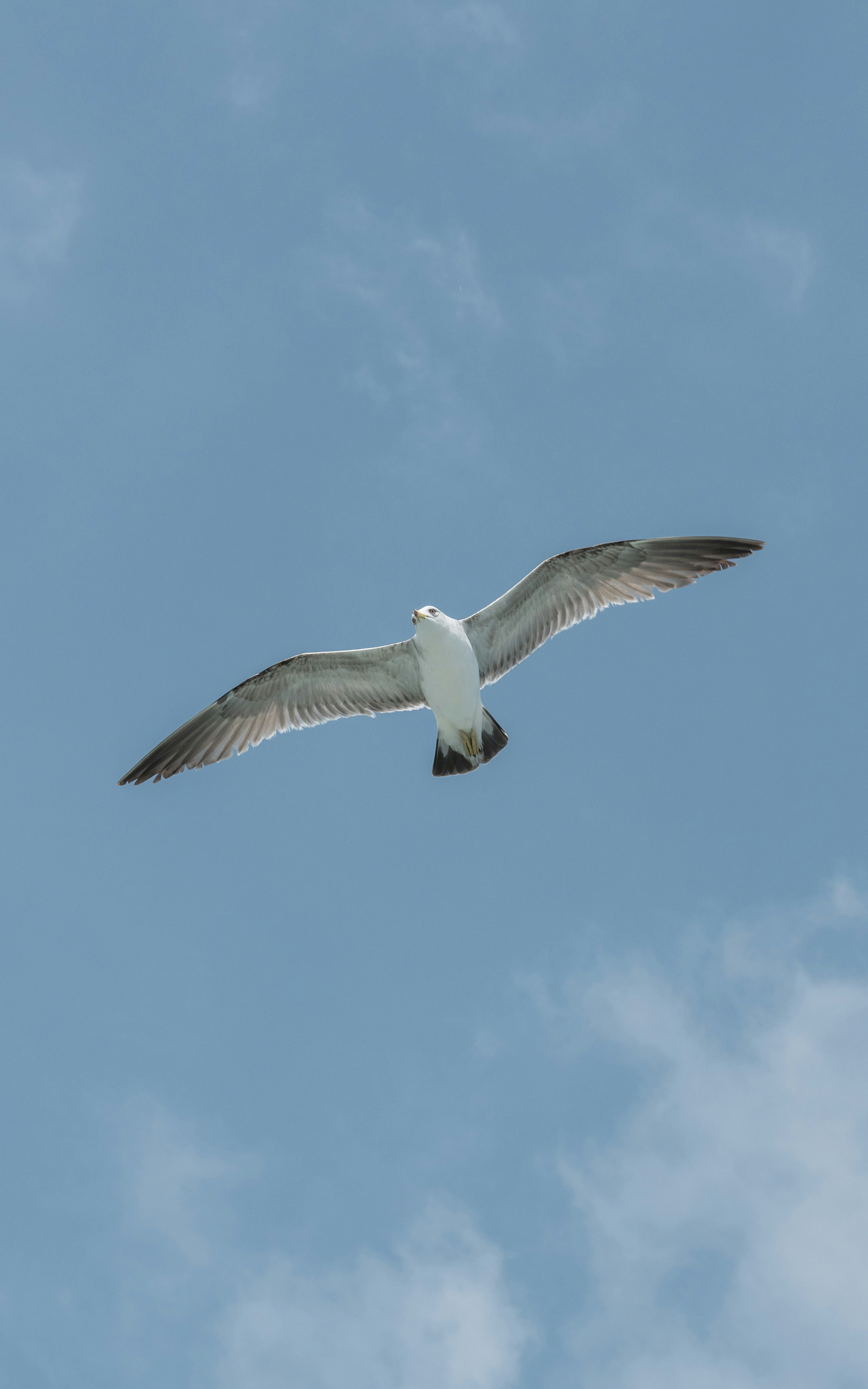 Soaring White: A Seabird Carves the Sky