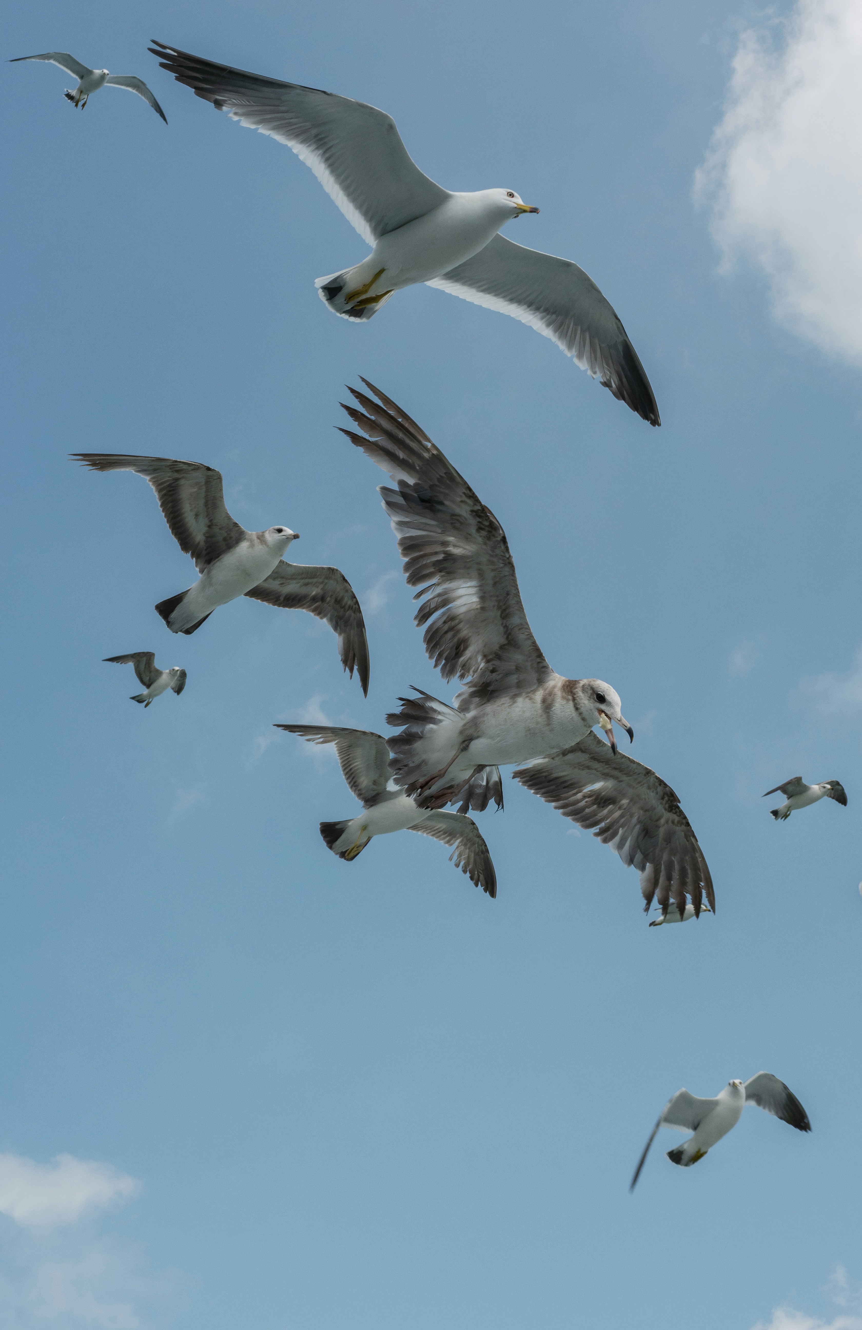 Squadron in the Sky: Seagulls on a Bright Afternoon