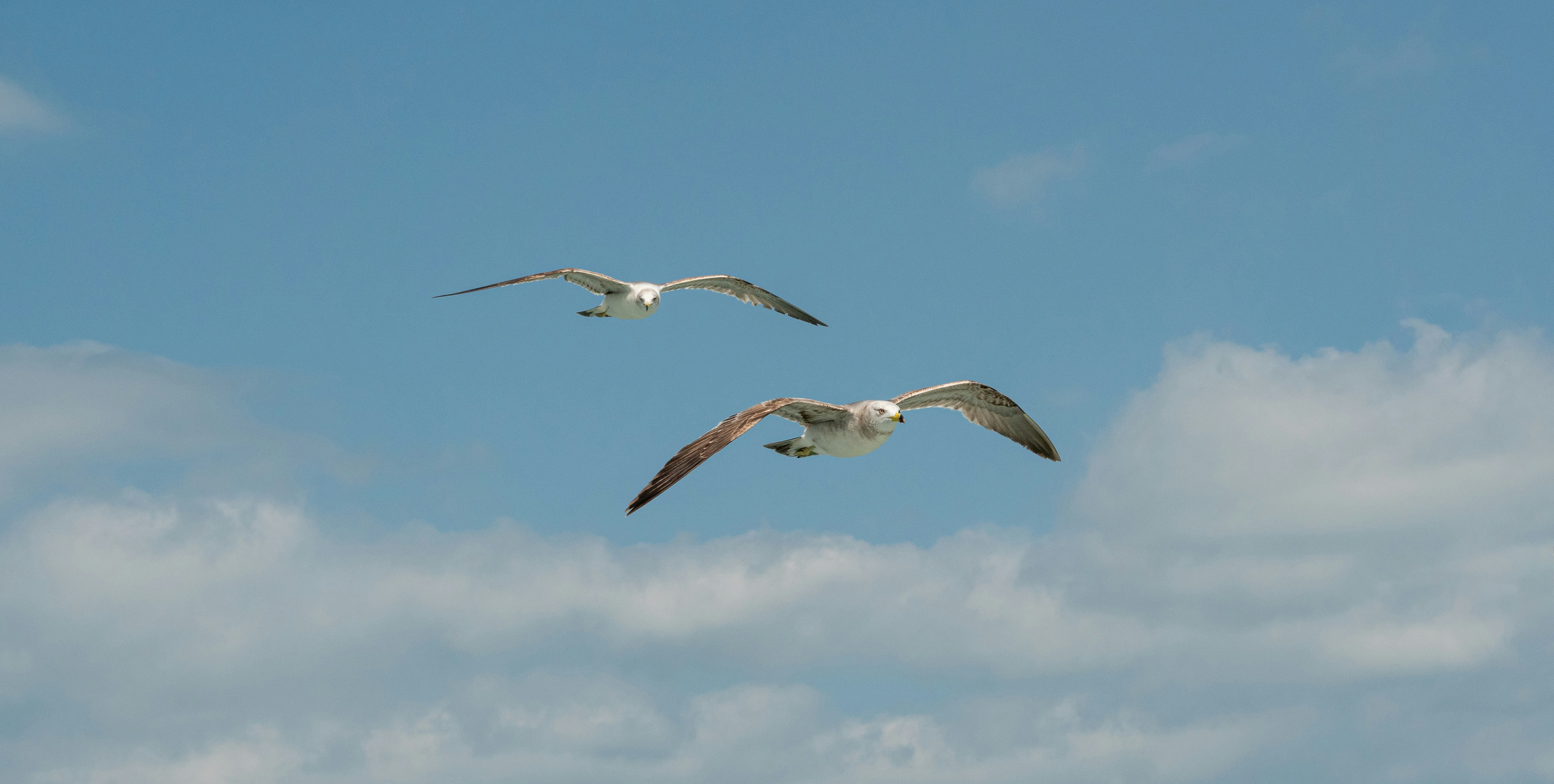 Twin Seabirds in Sunlit Lift-off
