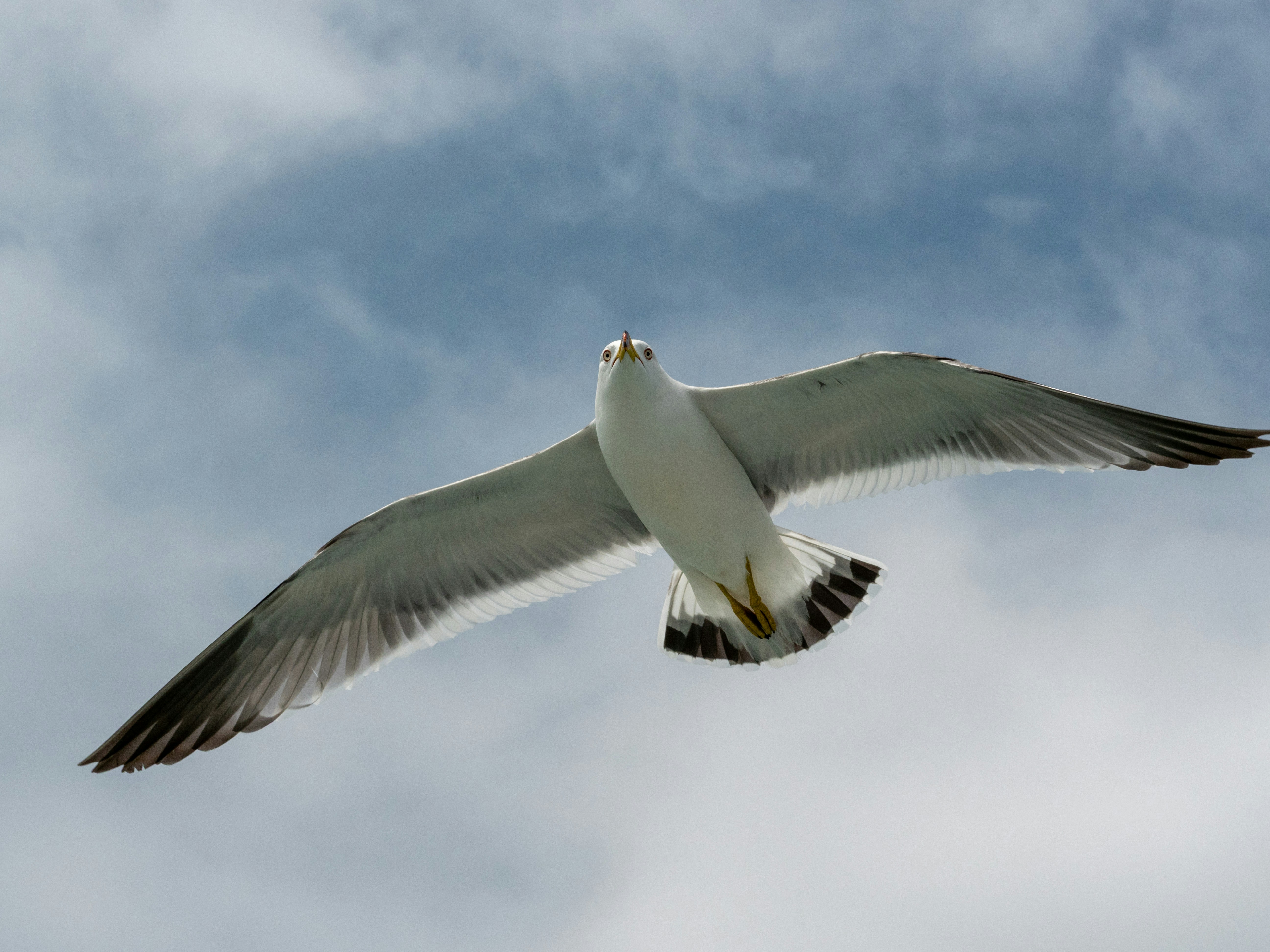 Soaring with the Sunlit Gull