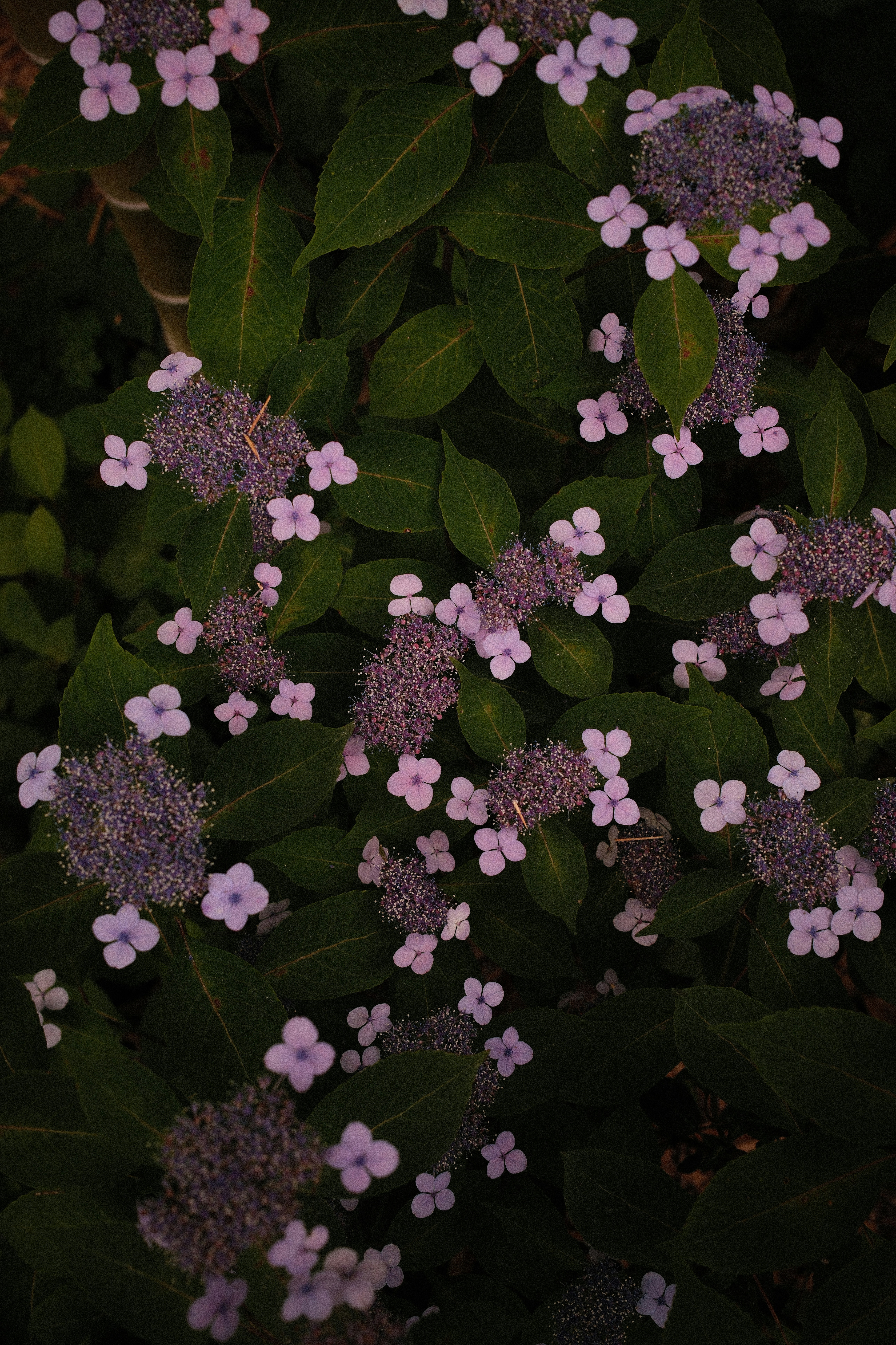 Lavender-rose Hydrangea: Flower Clusters Veiled in Deep Green