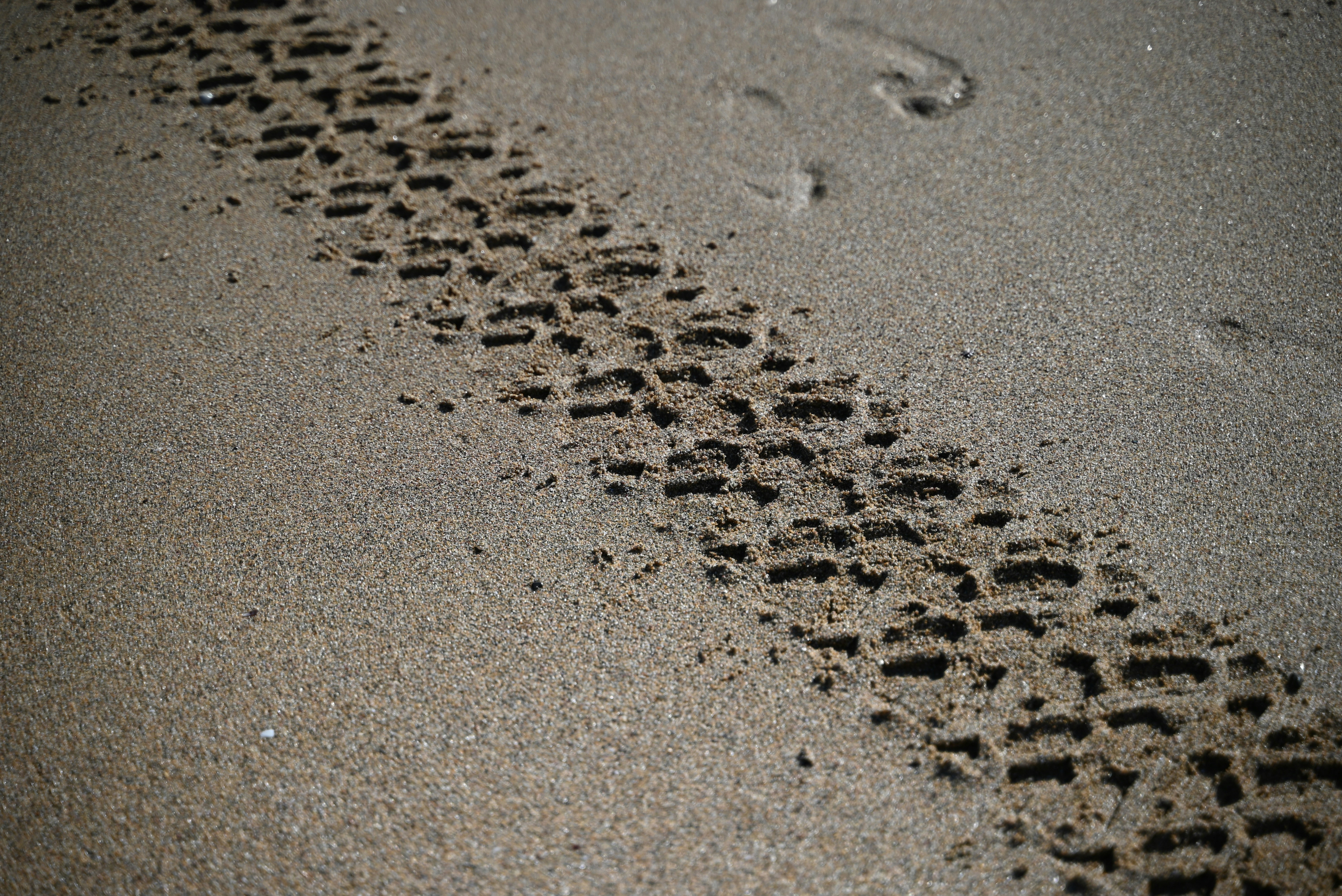 Footprints in Quiet Sand: A Tangled Line of Tracks