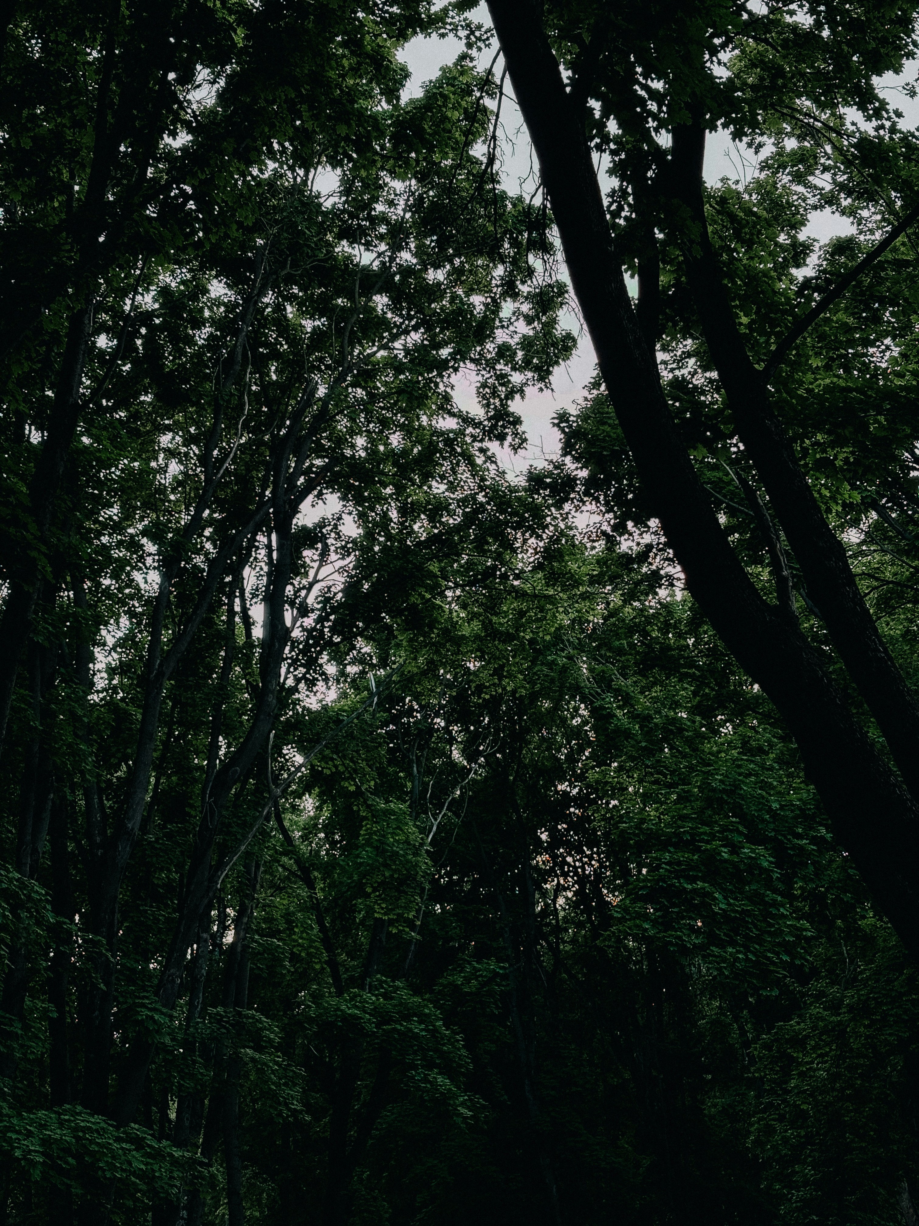 Dense canopy of trees fills the frame with selective light peeking through, capturing a moody forest atmosphere.