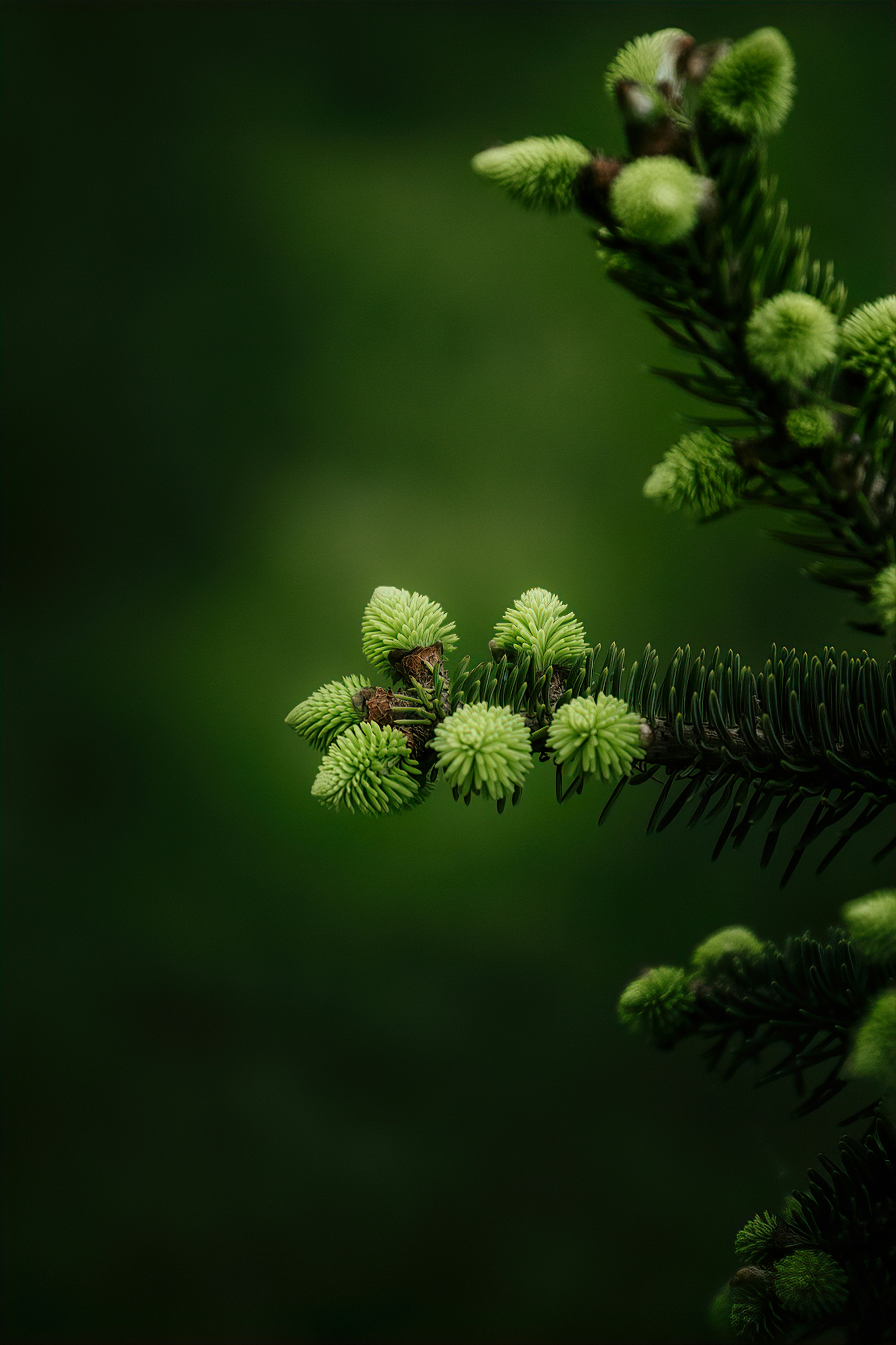 Emerald Sprout: Close-up of New Pine Buds Against Deep Green Blur