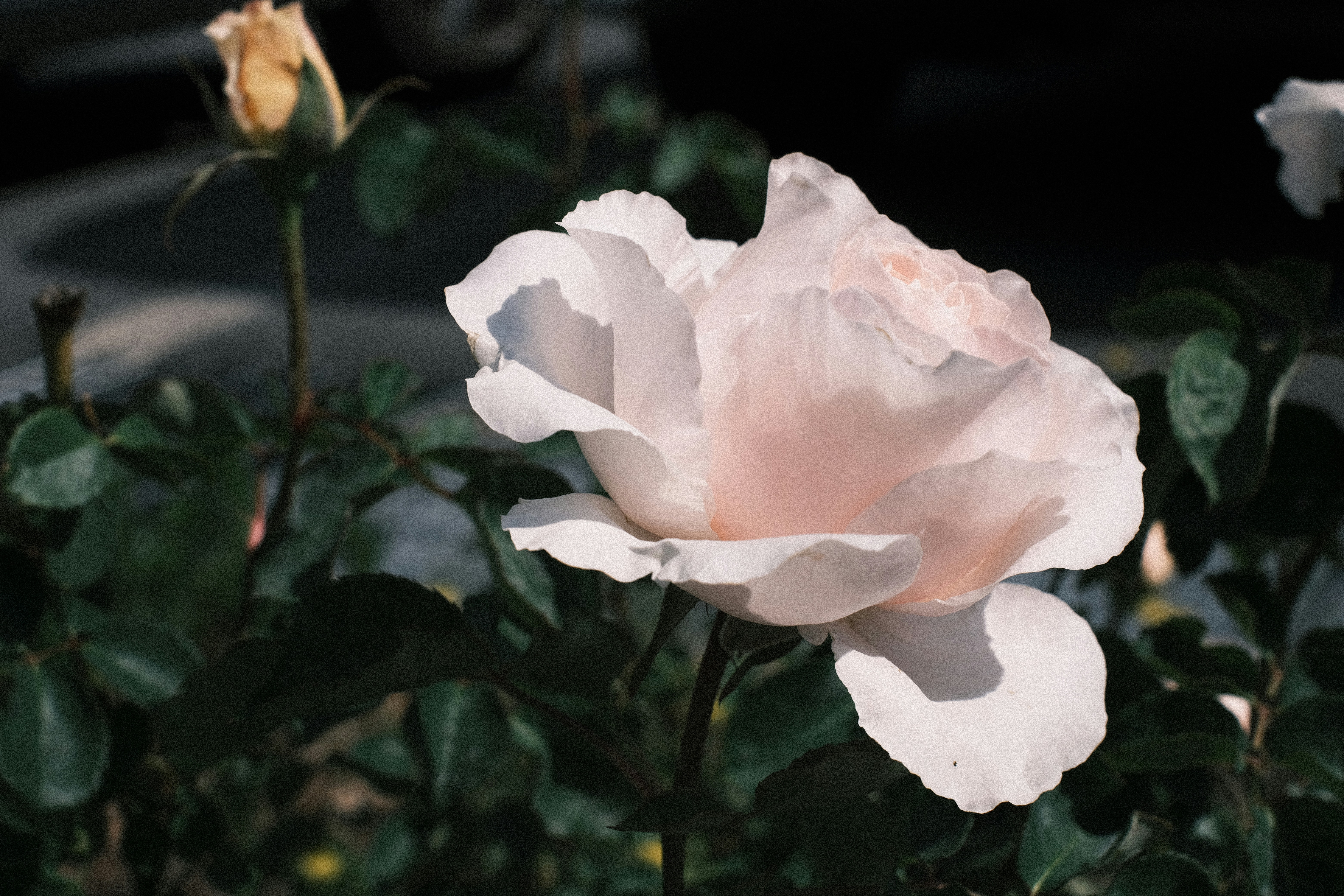 Soft Dawn Rose Quietly Reaches for Light