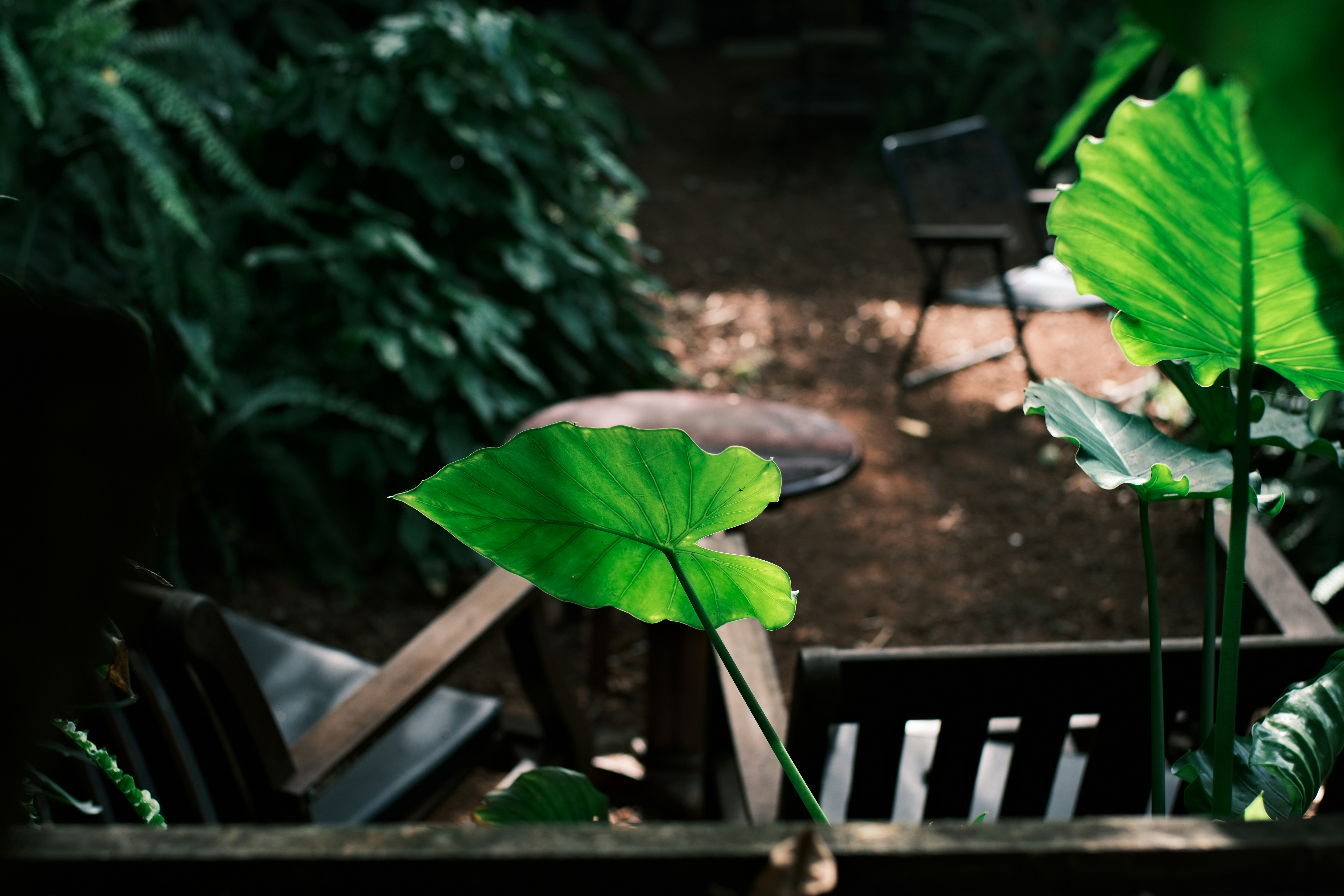 Sunlit Hosta Leaf Framing a Hidden Garden Bench
