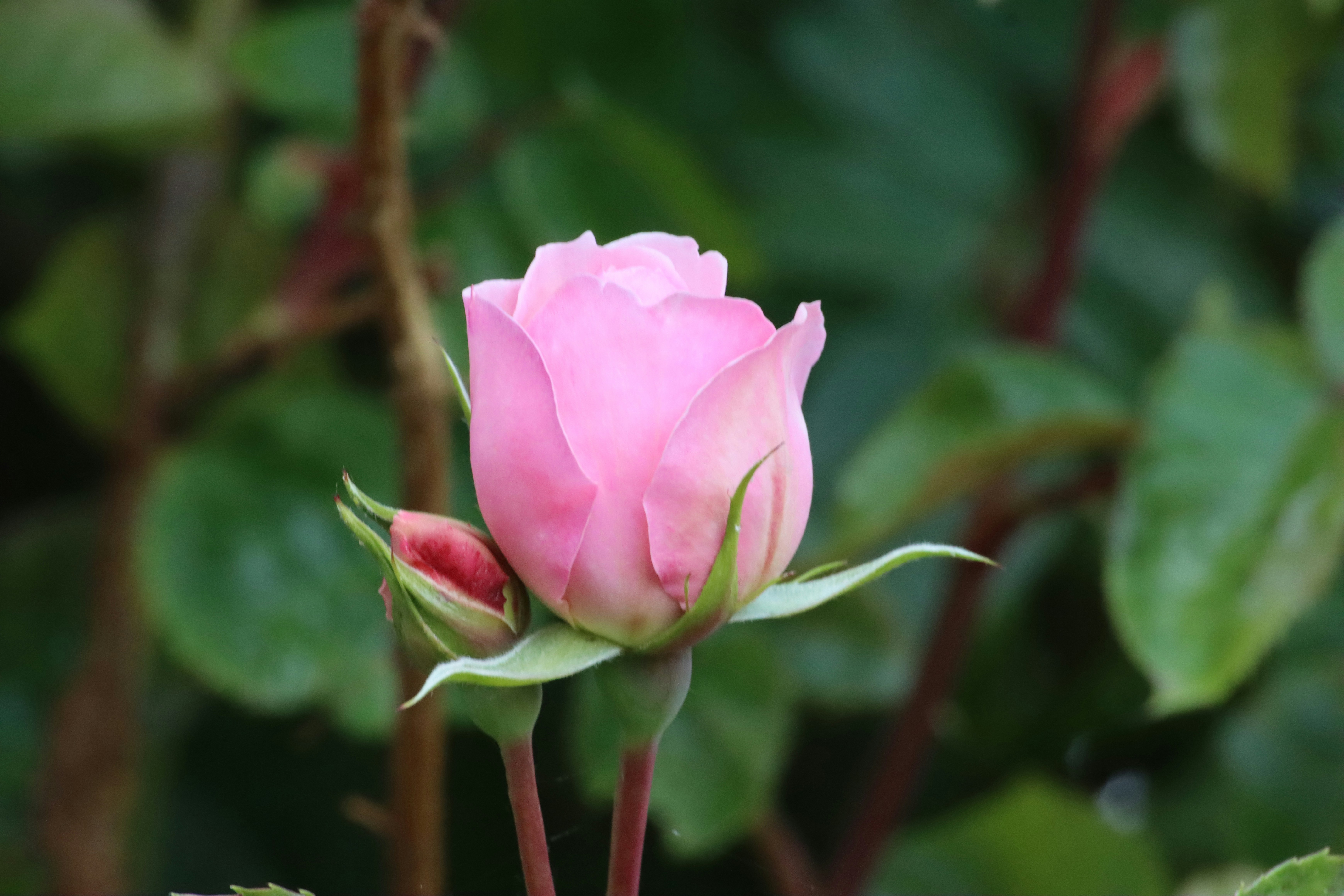 Pink Rosebud Emerges from Dark Green Backdrop