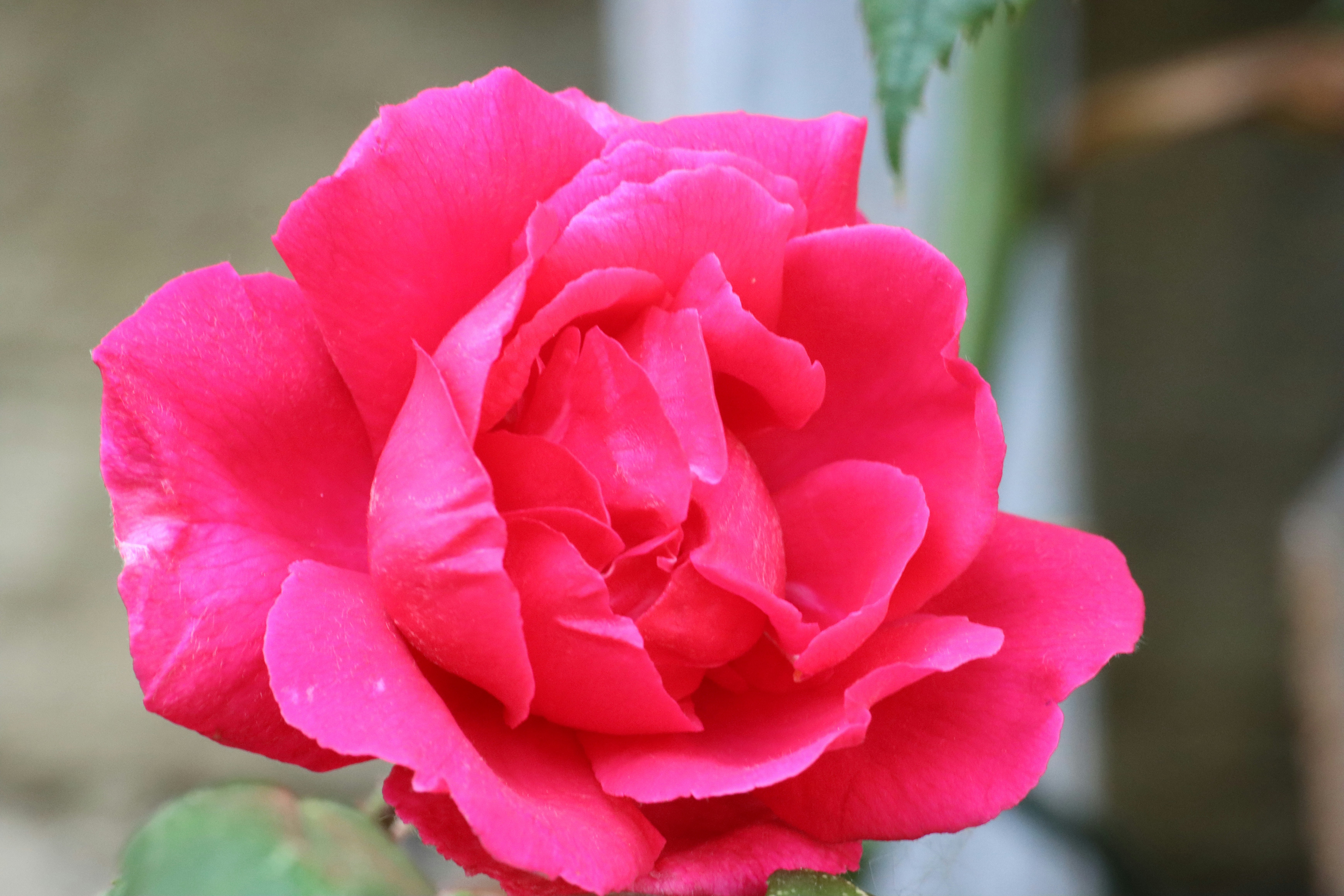 Crimson Bloom: A Close-Up Rose in Soft Focus