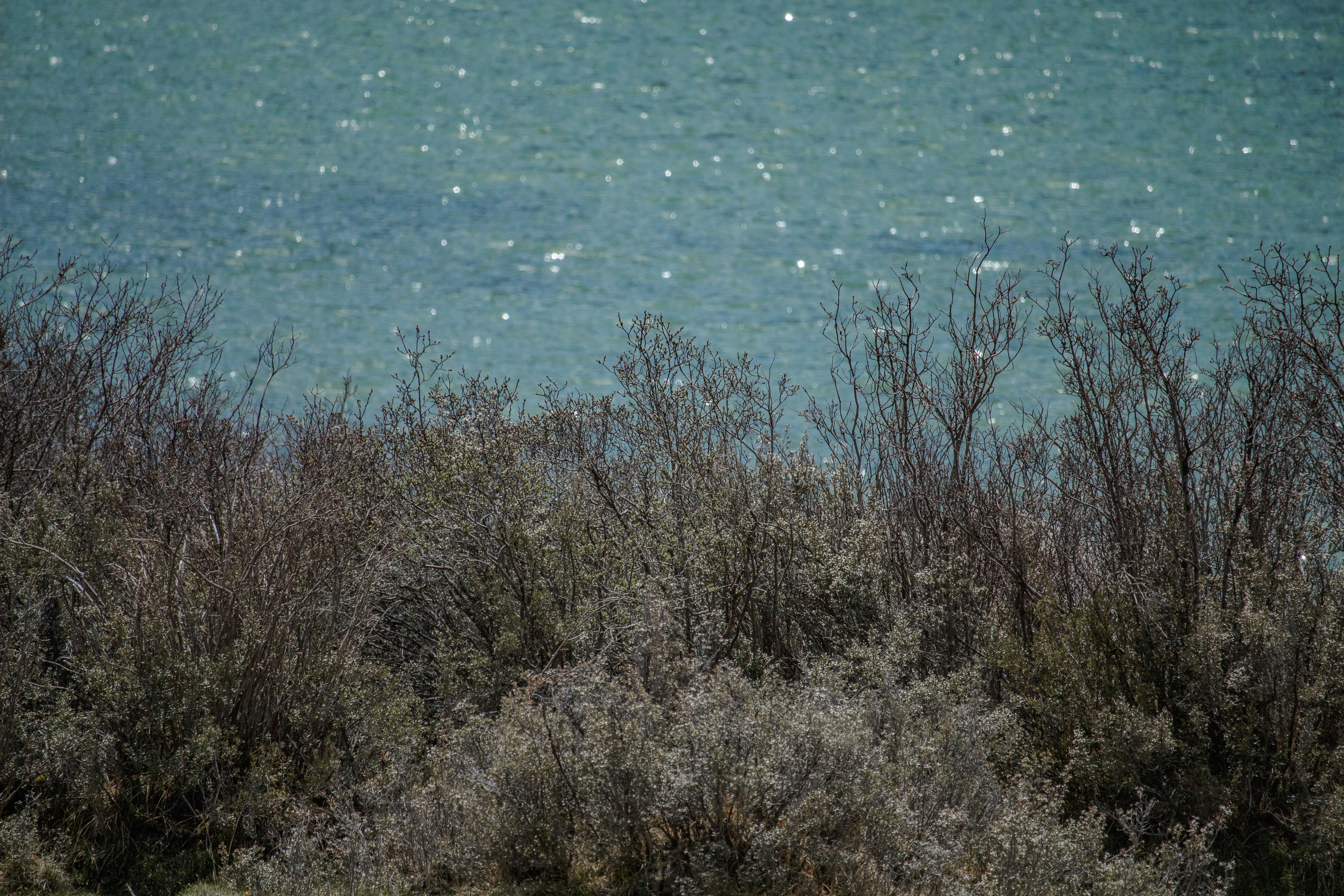 Shoreline Scrub Beneath a Dappled Lagoon