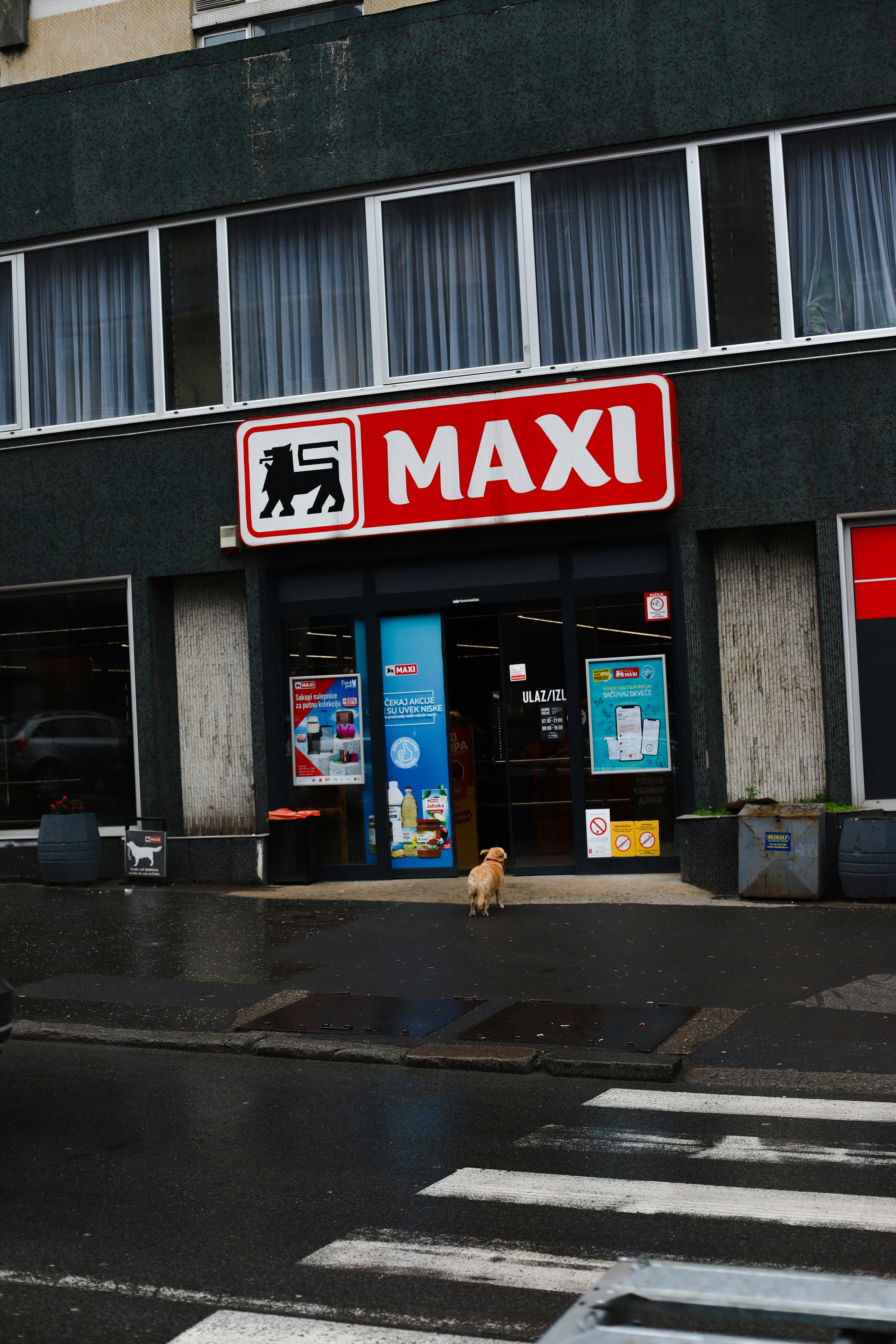 City Mart Facade: A Shy Dog Seeks Shelter Under a Neon Sign