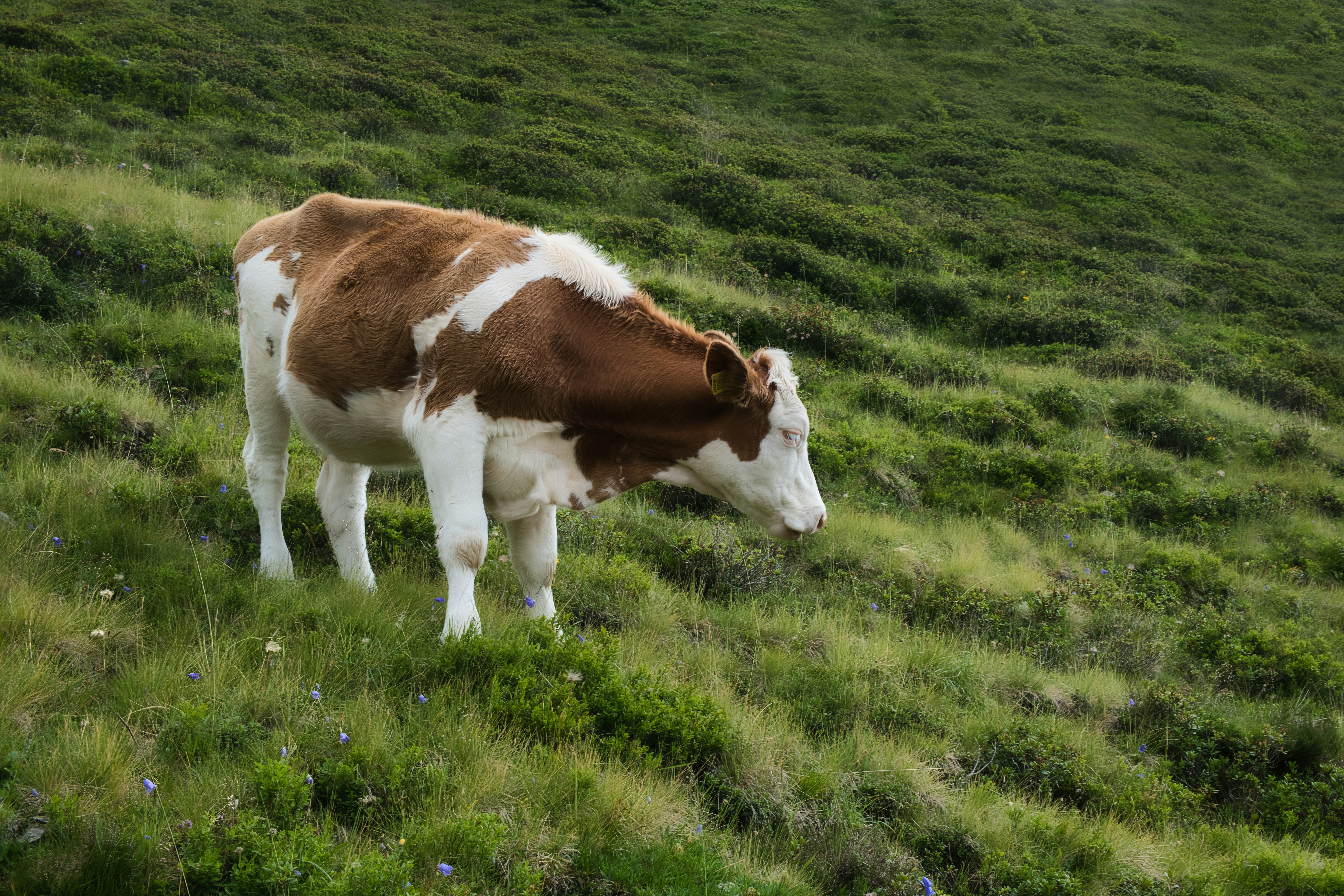 Pasture Sentinel: A Brown-and-White Cow Grasses the Ridge