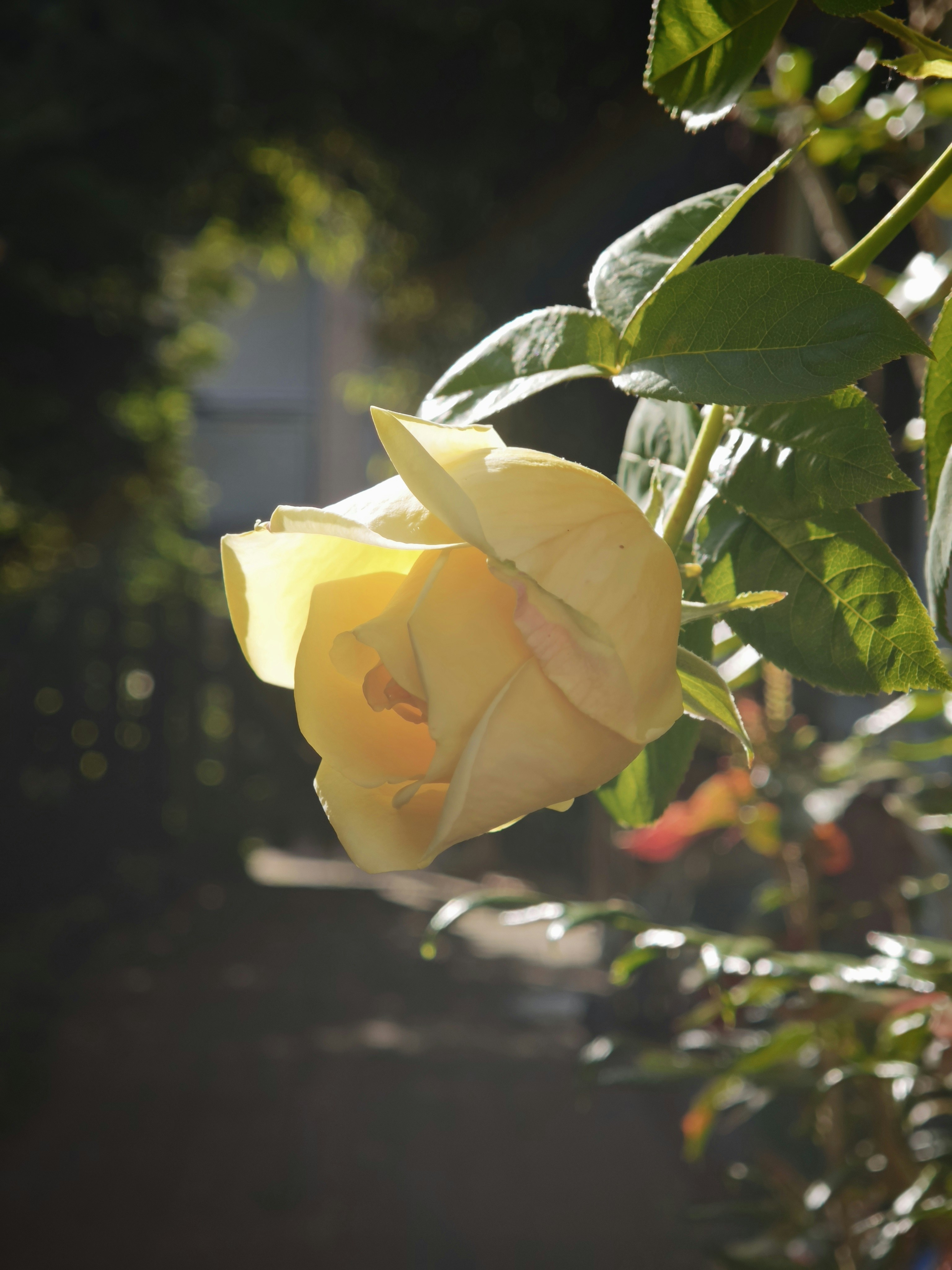 Sunlit Yellow Rose in Focused Quiet