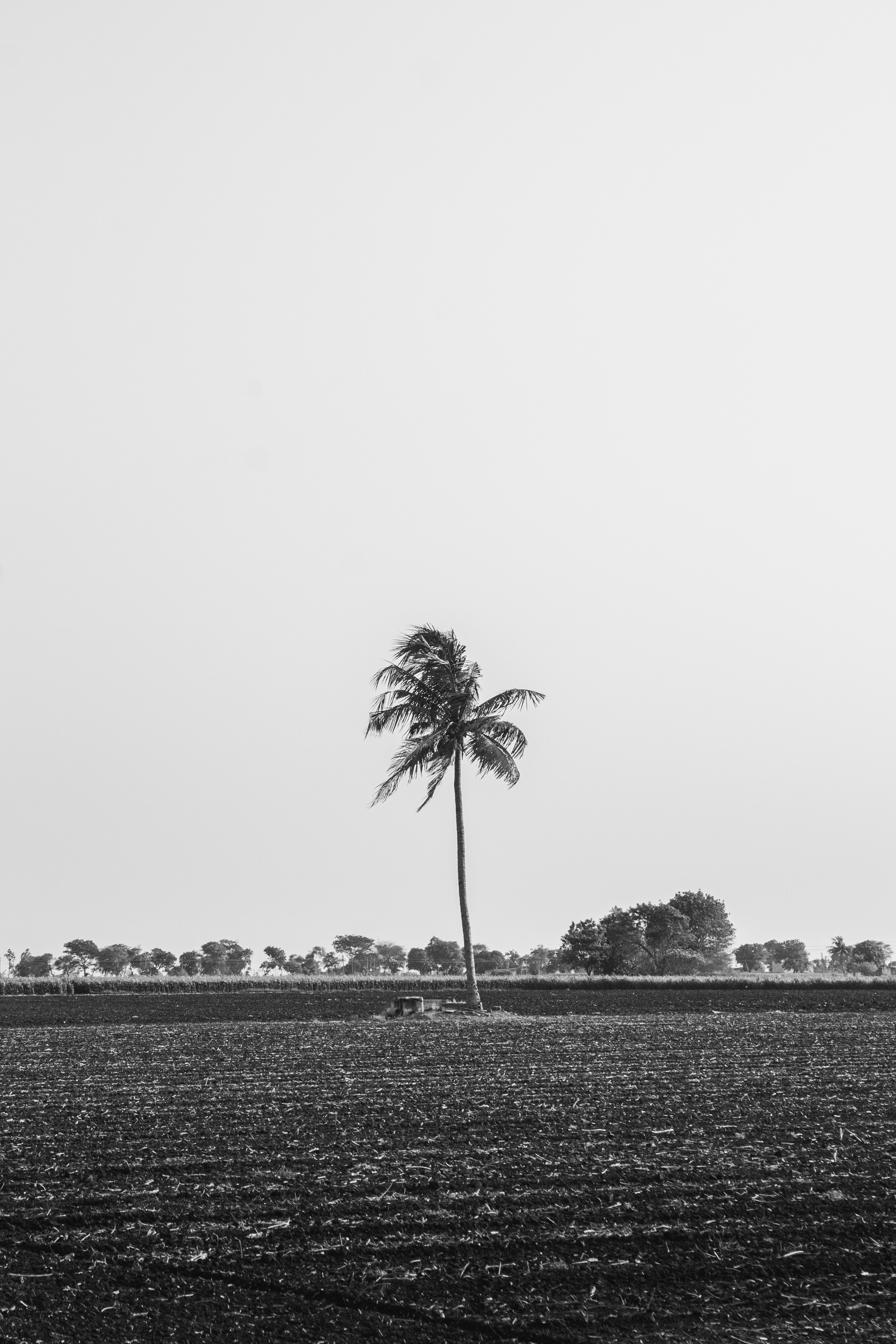 Solo Palm in a Sea of Tilled Field