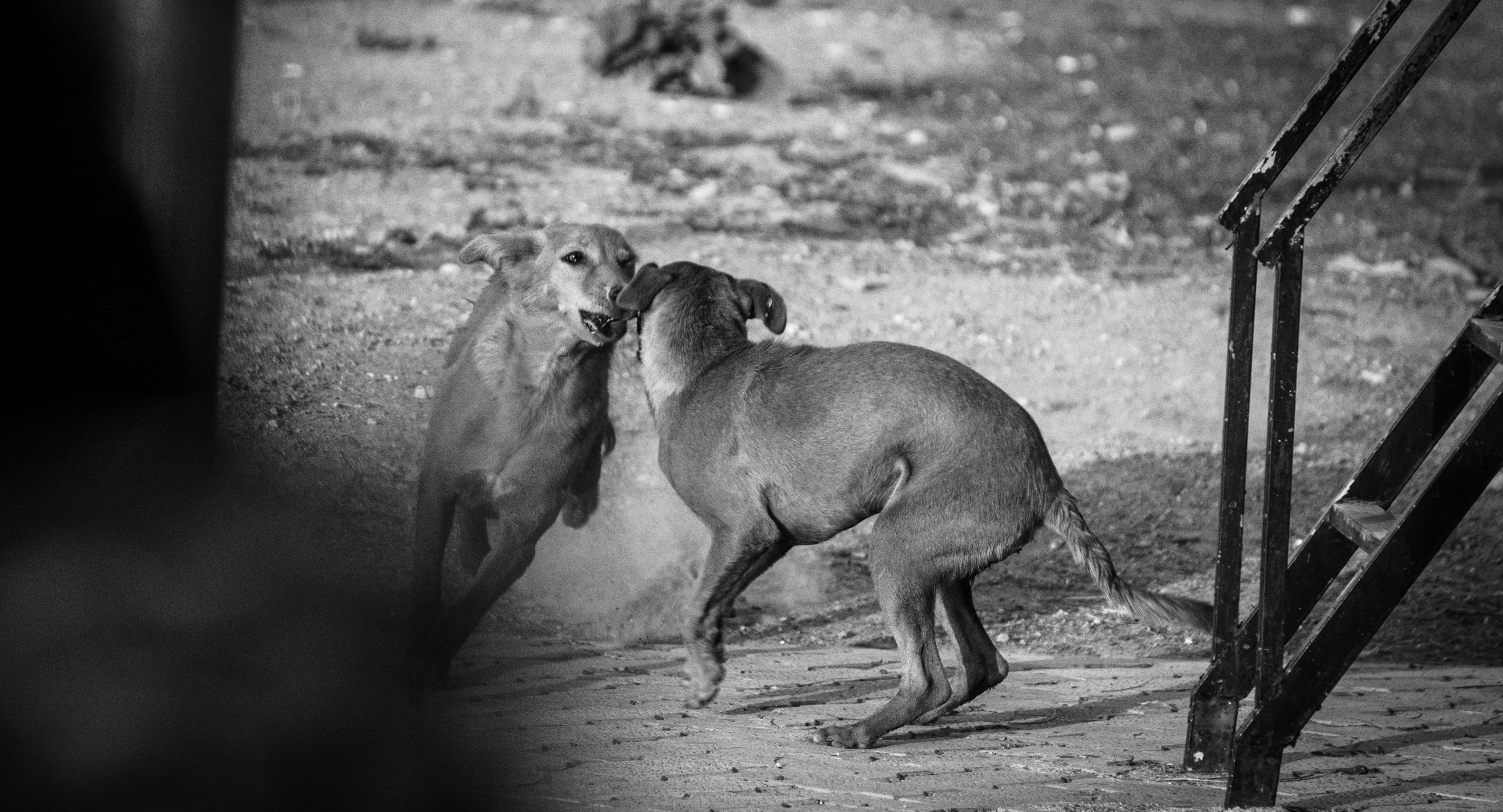 Scrap of light: two dogs face off near a staircase under stark shadows