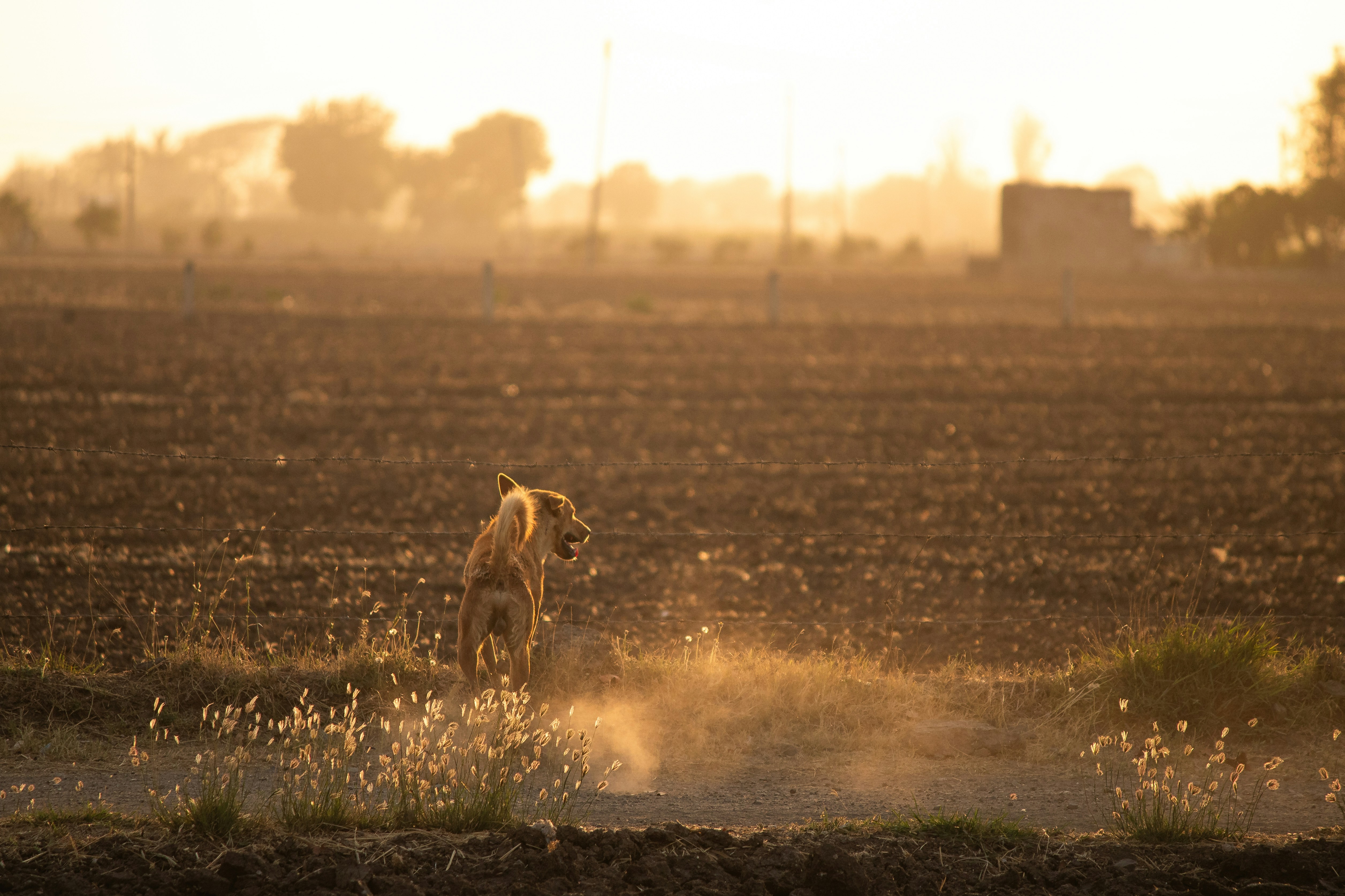 Dust Trail at Dusk: A Lone Cheetahessant (dog) in an Open Plain