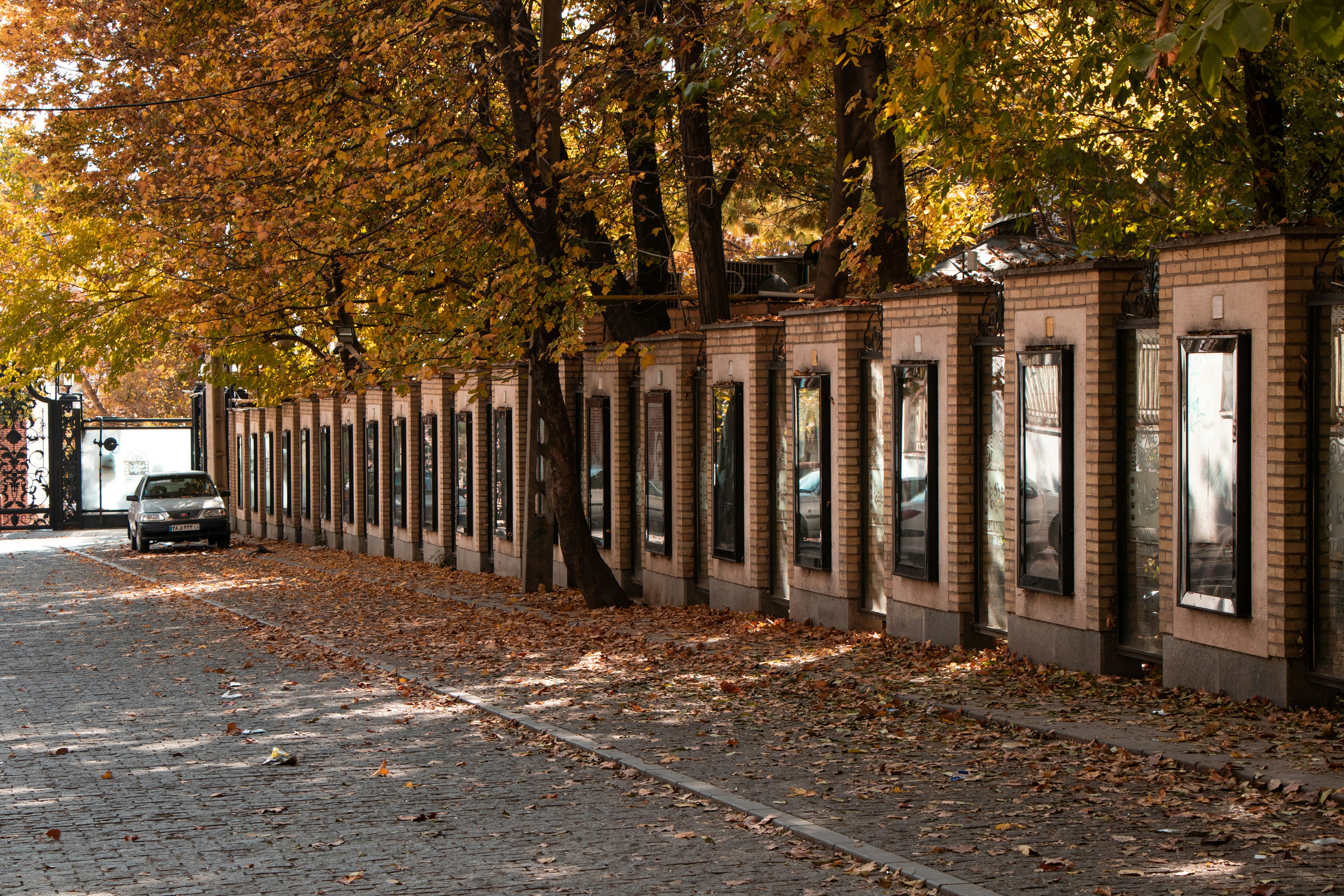 Autumn Avenue: Quiet Cobblestones and Tree-Lined Wall