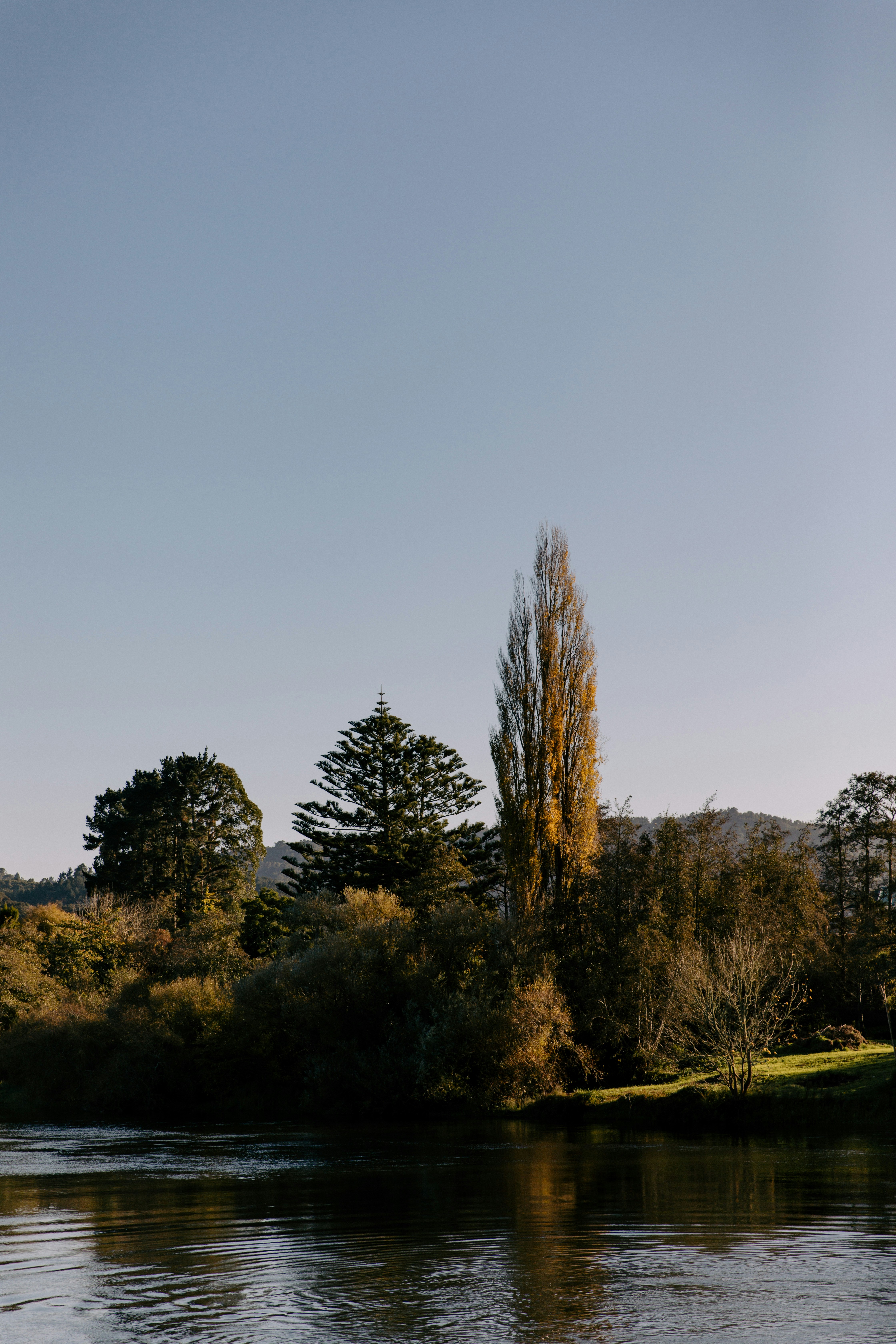 Midday Quiet: River Edge with Tall Golden Trees