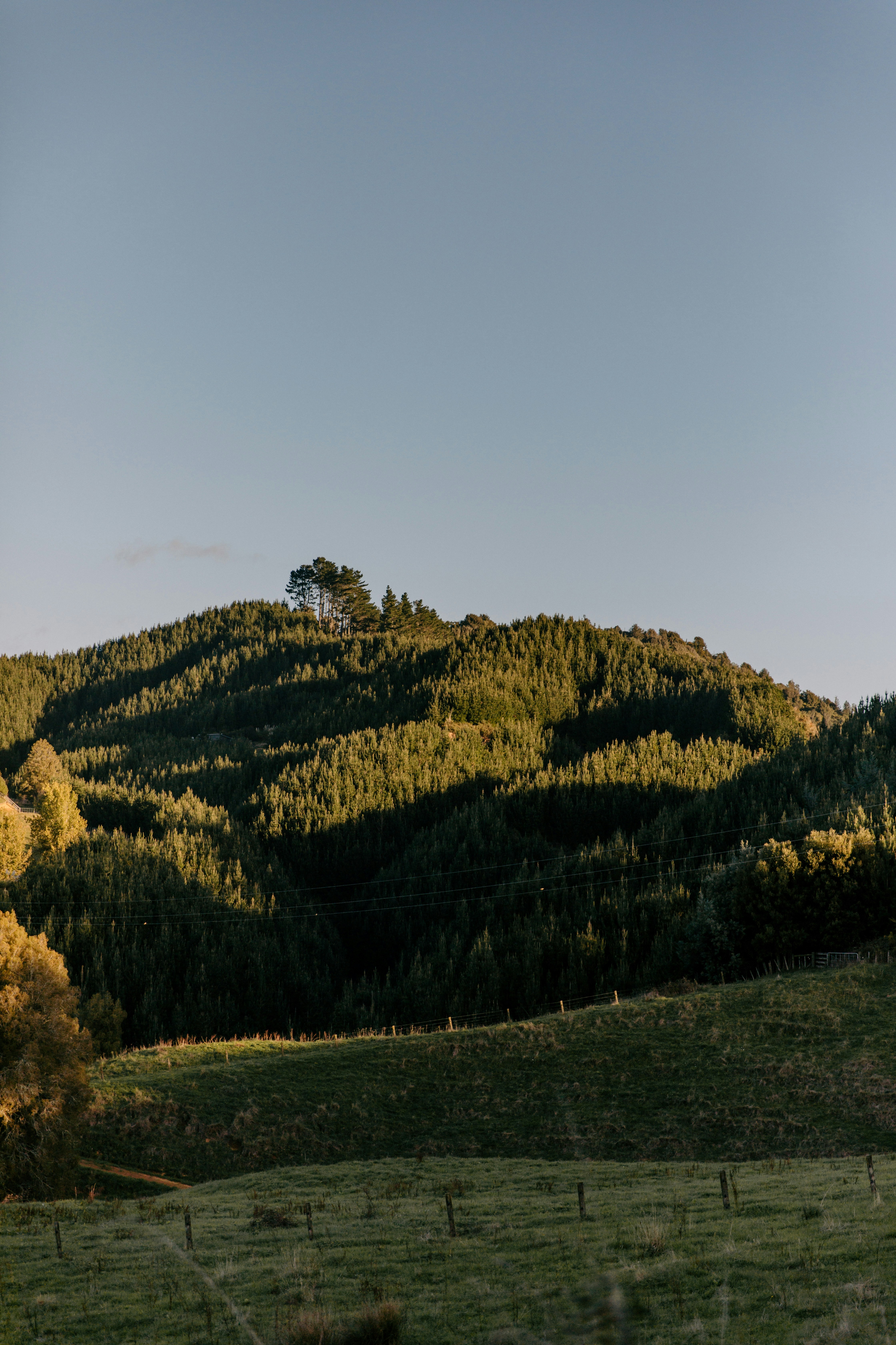 Sunlit Crest: A Quiet Ridge of Pines