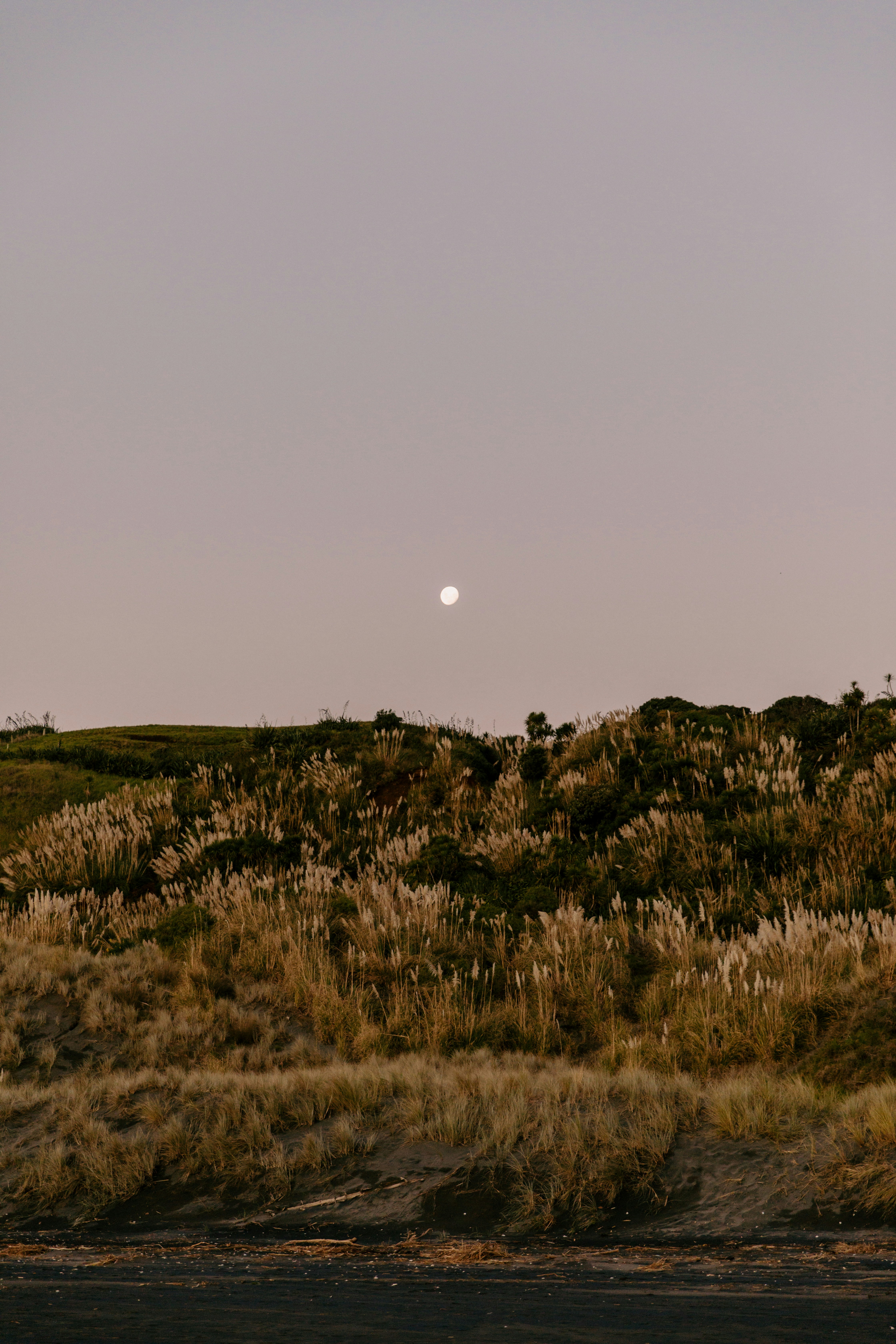 Moonrise Over Coastal Grasses