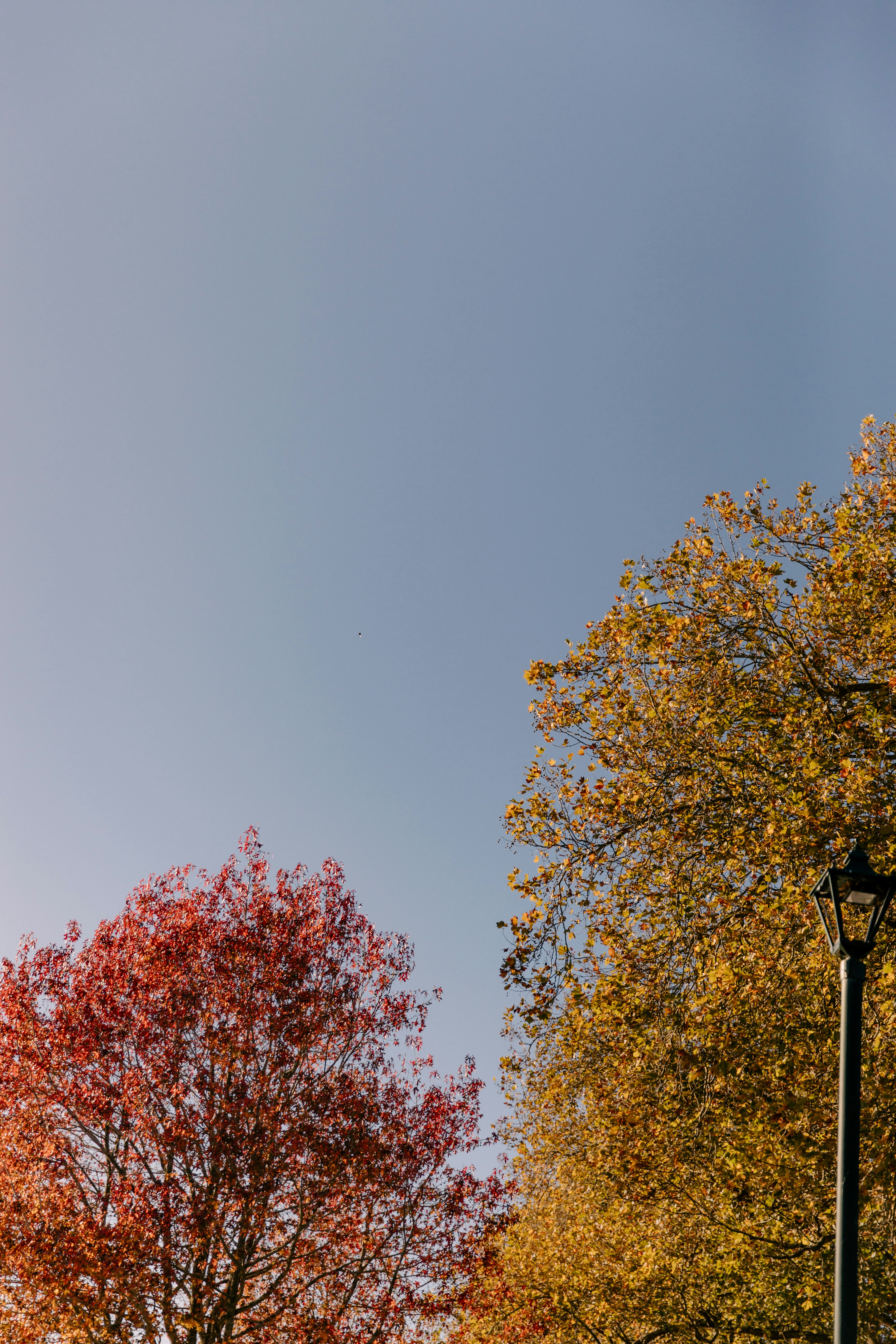 Autumn Orchard Sky: Distant Gaze Past a Street Lamp