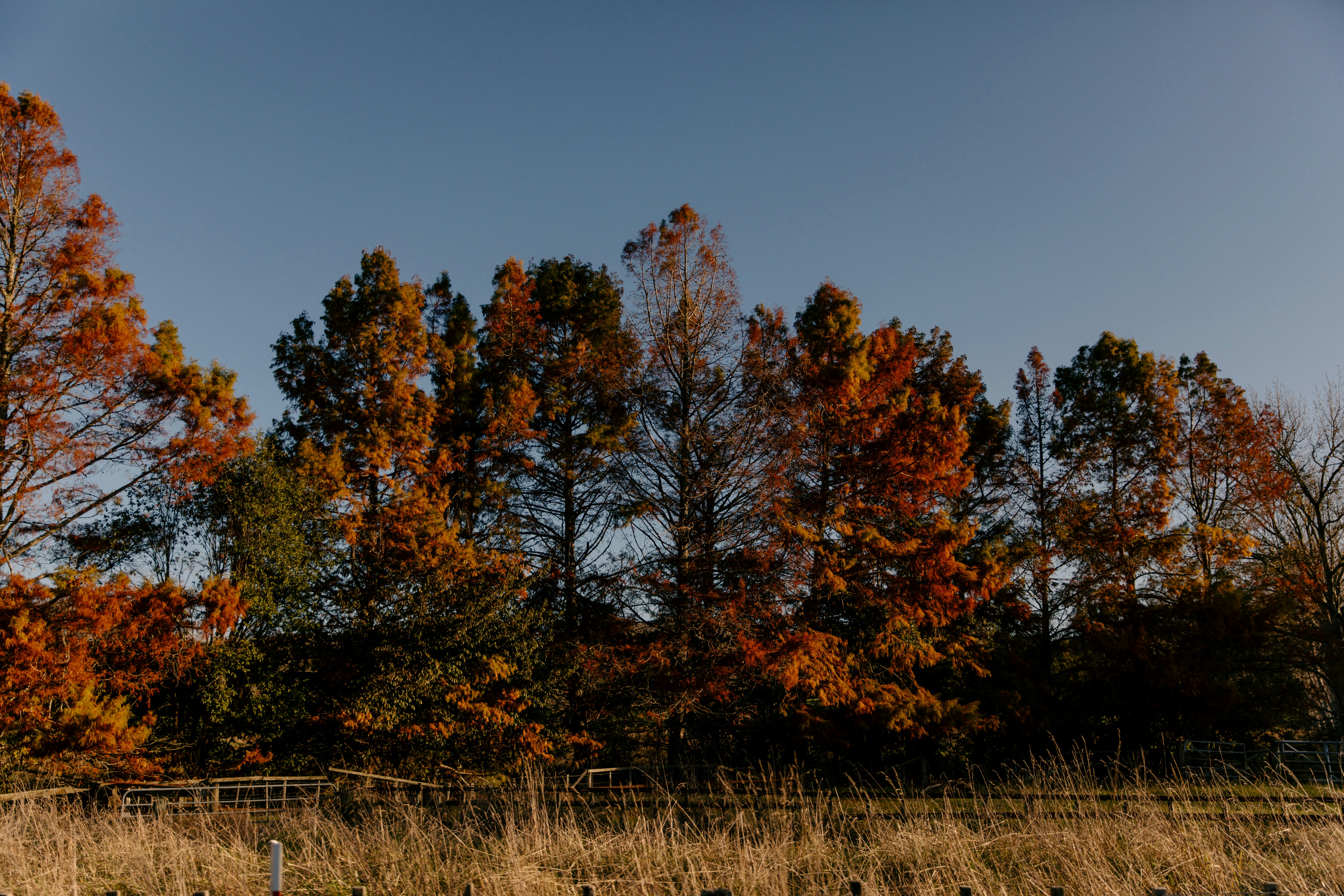 Autumn Line: Trees in Warm Afternoon Light