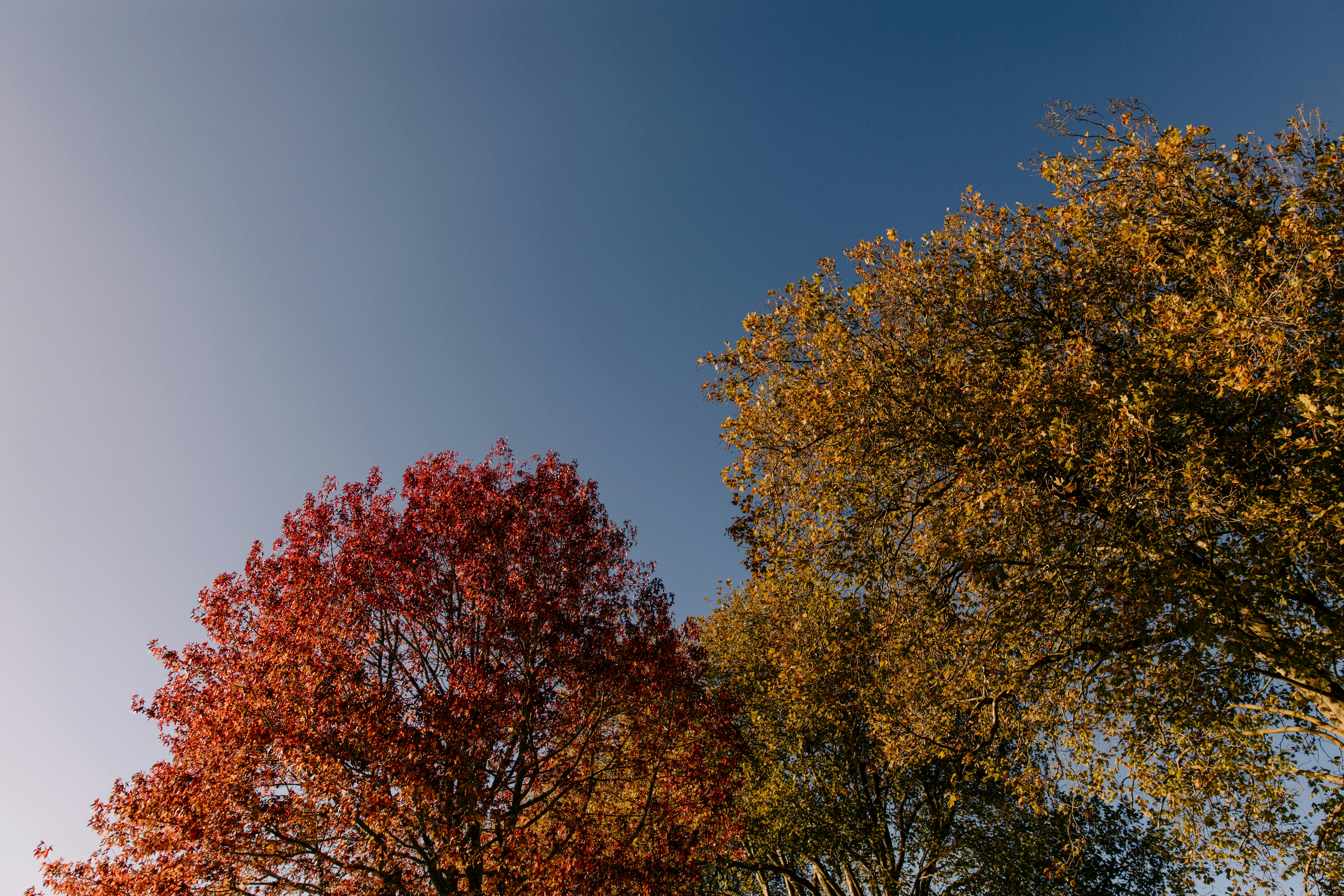 Autumn Canopy in a Bright Day