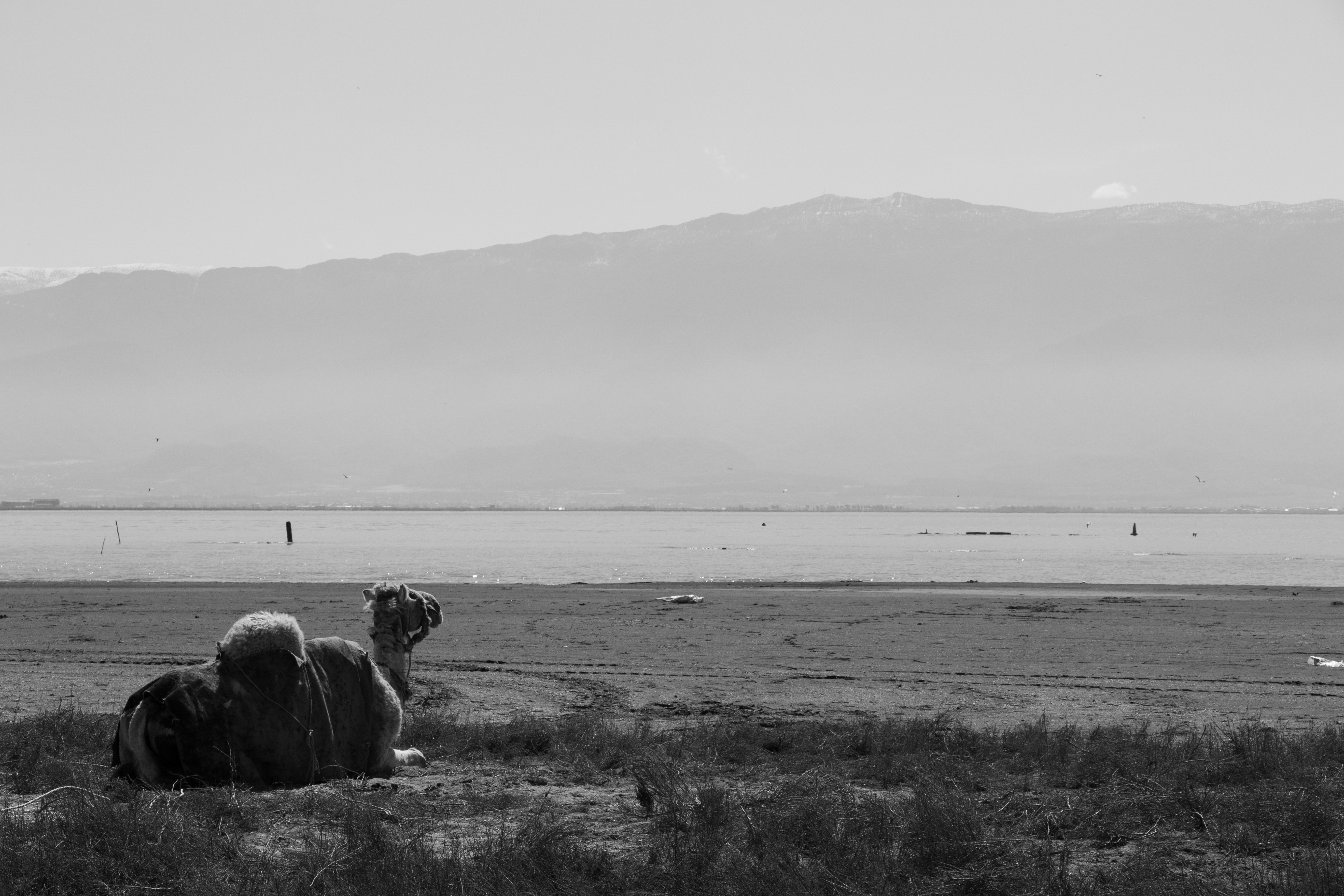 Stillness by the Tidal Shore: A Bactrian Silhouette Resting at Dusk