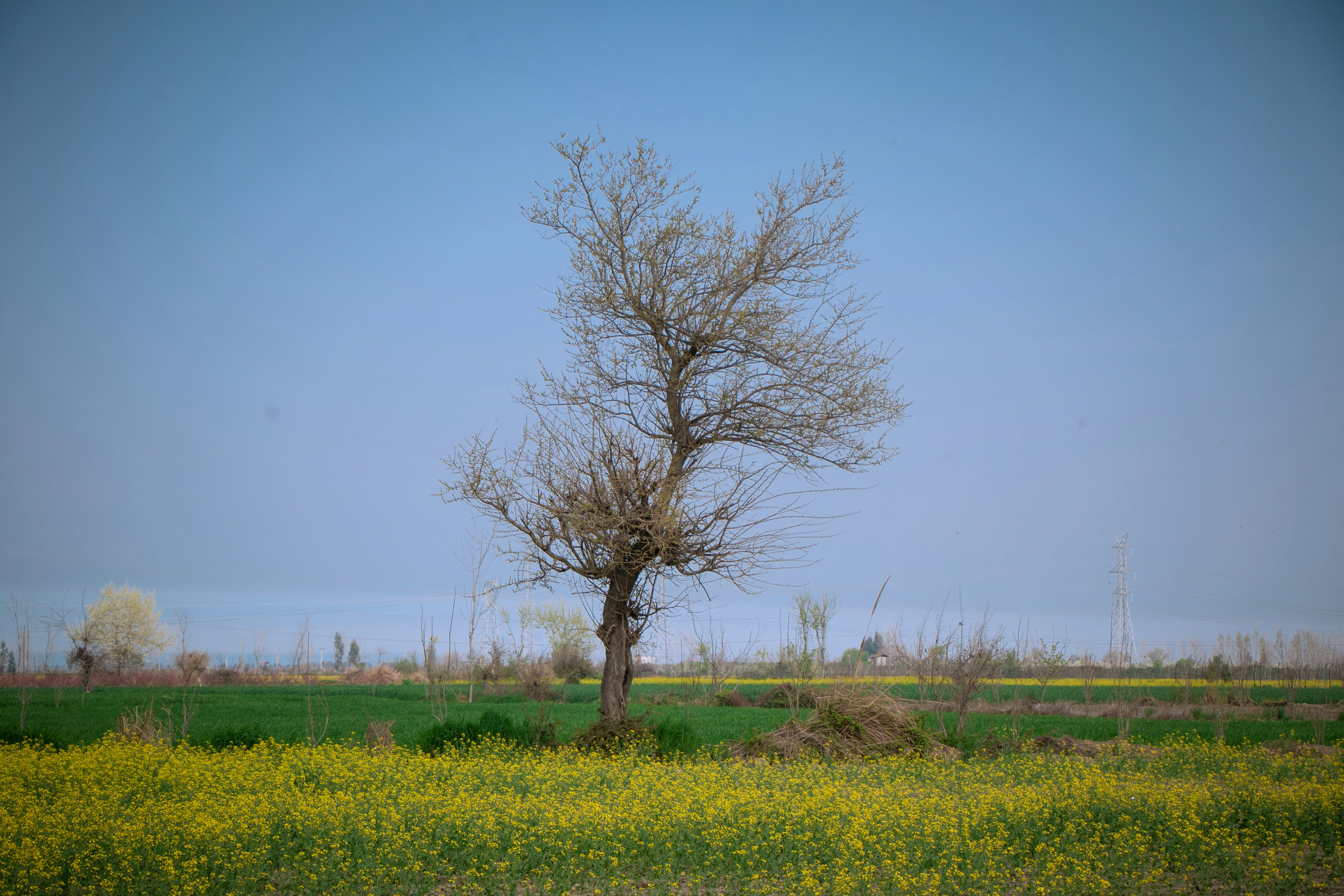 Solitary Tree Amid Golden Fields Under Expansive Sky