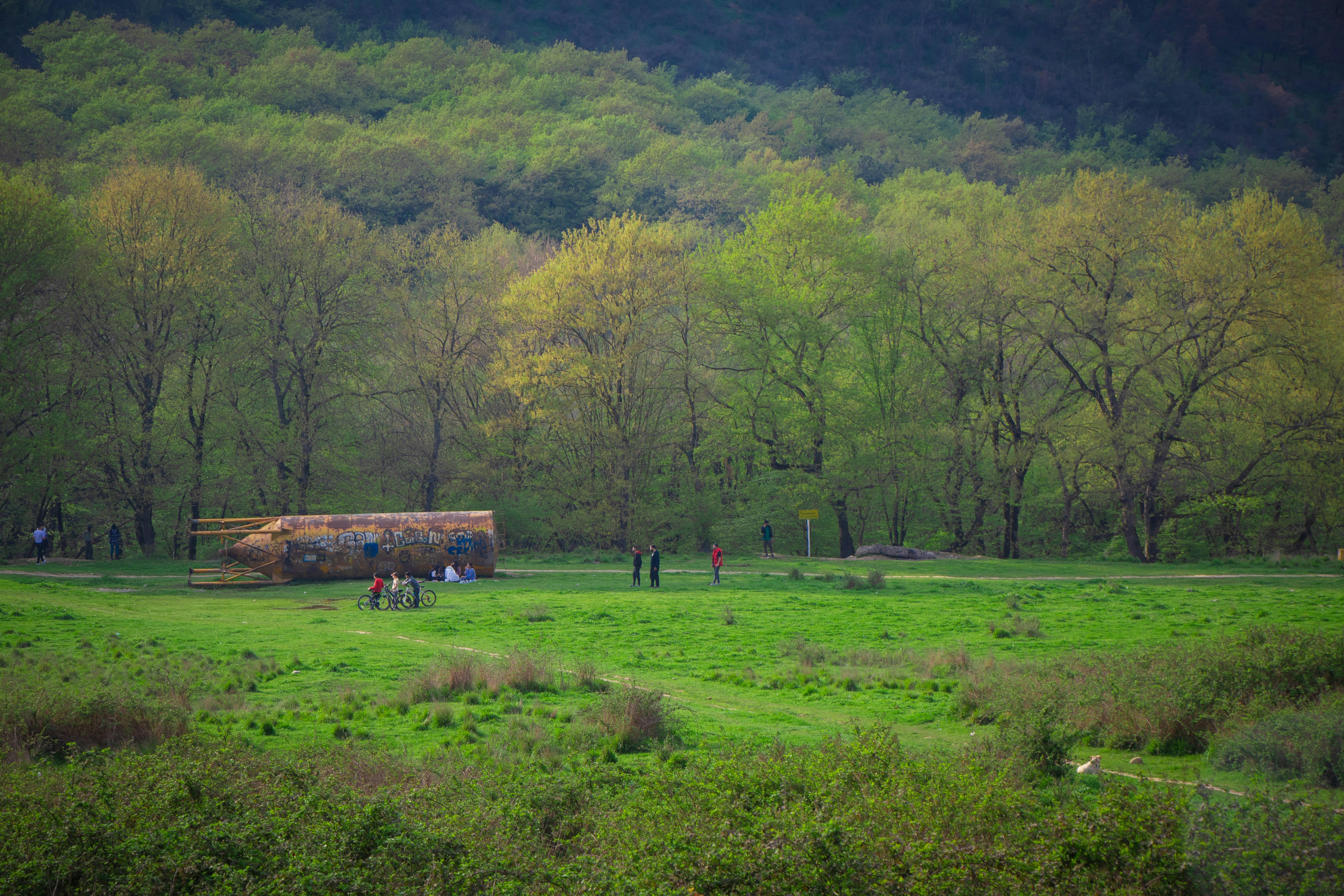 Pastoral Clearing: Logs, cyclists, and a quiet grove