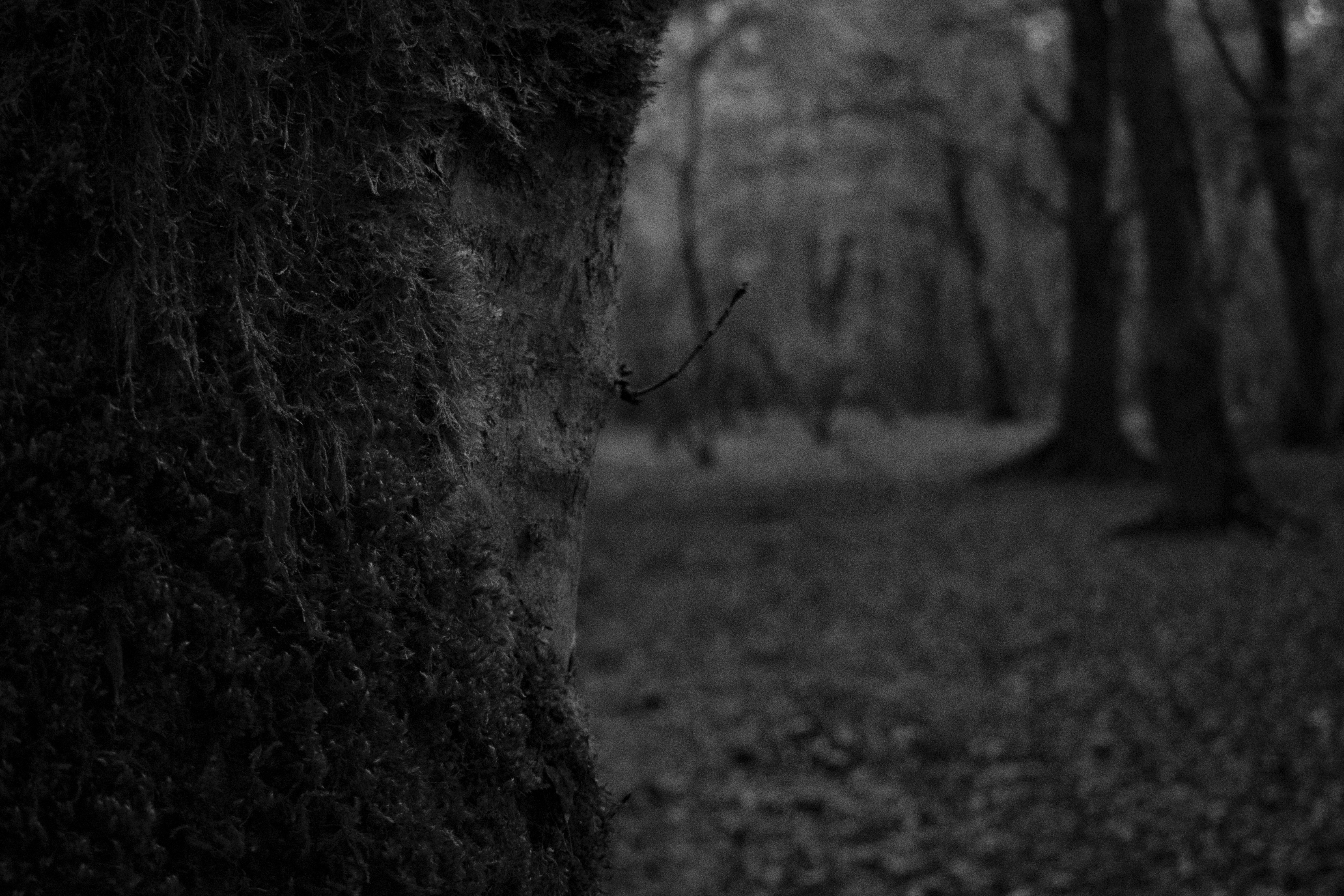 Whispering Trunk in a Shadowed Forest
