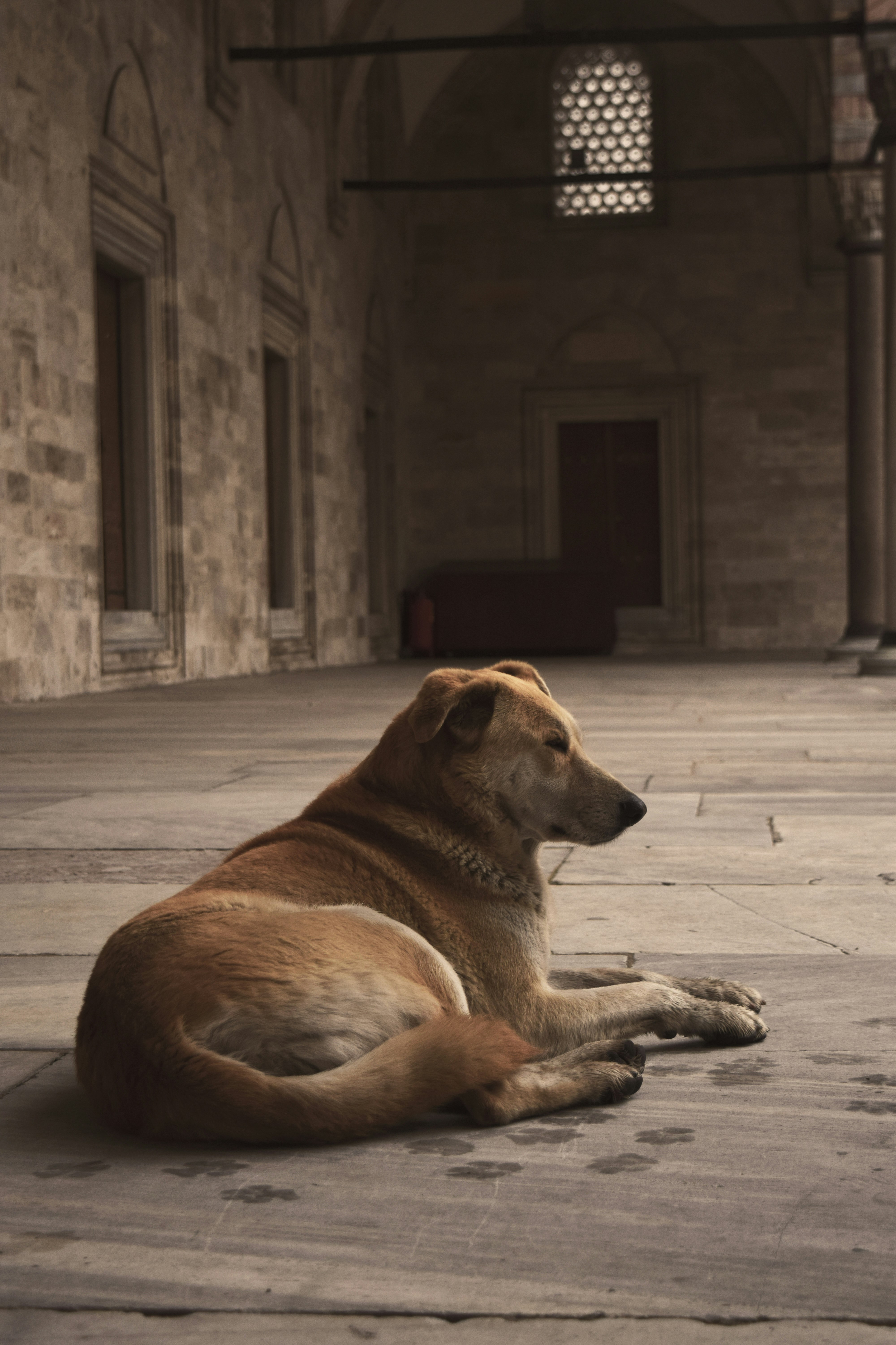Lone Shepherd: A Brown Dog Reclines in a Shaded Courtyard