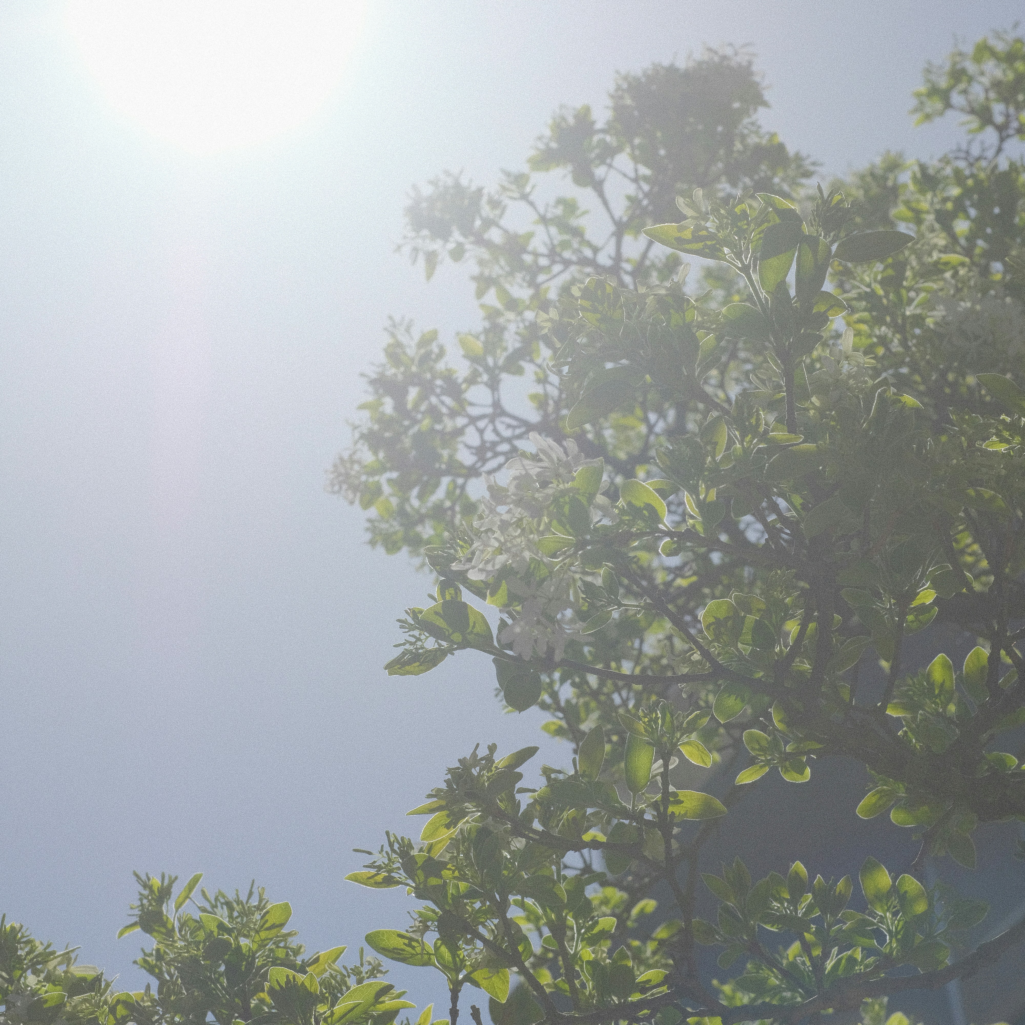 Sunlit Foliage Under a Gentle Morning Sky