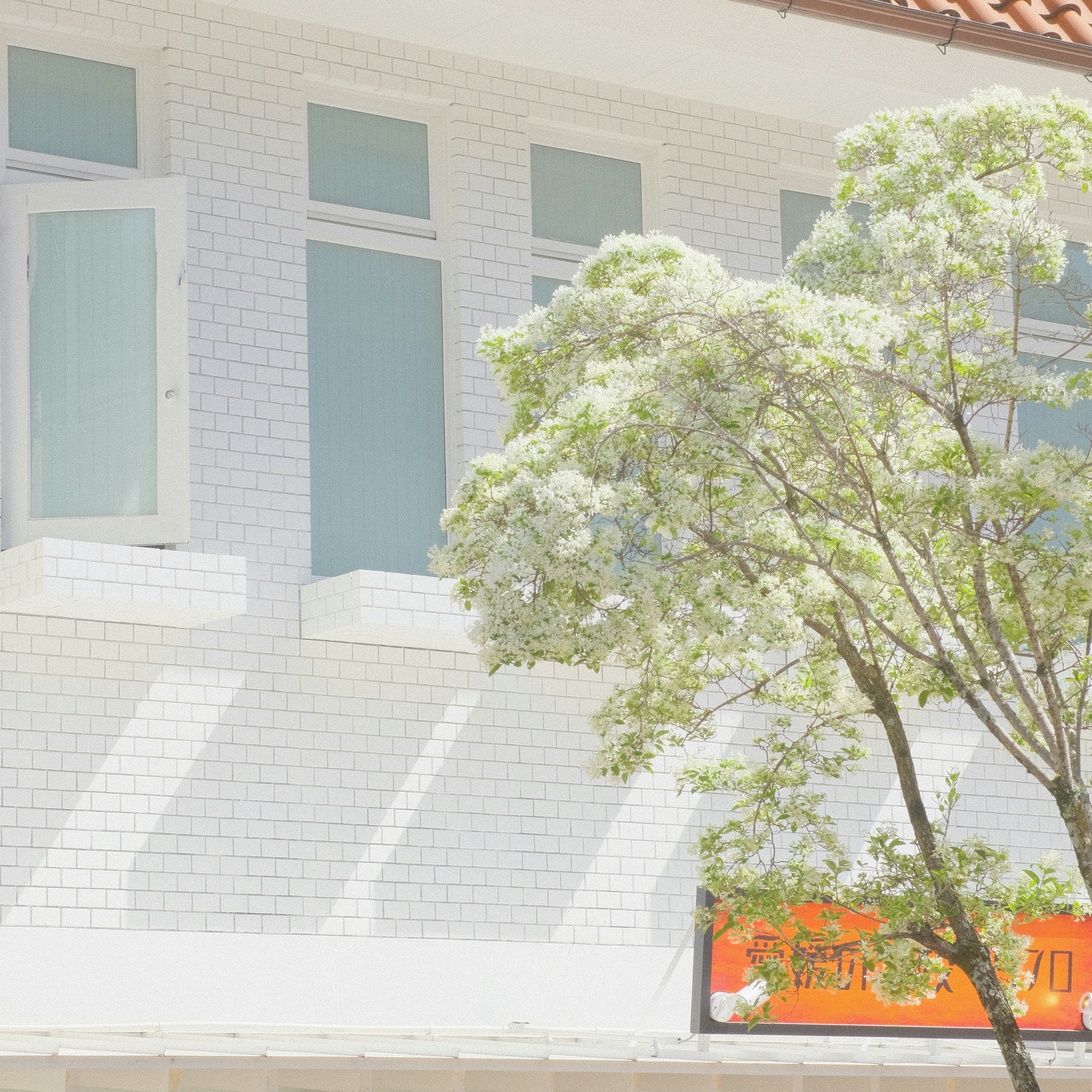Sunlit White Brick Facade with Lush Tree Casting Dappled Shadow