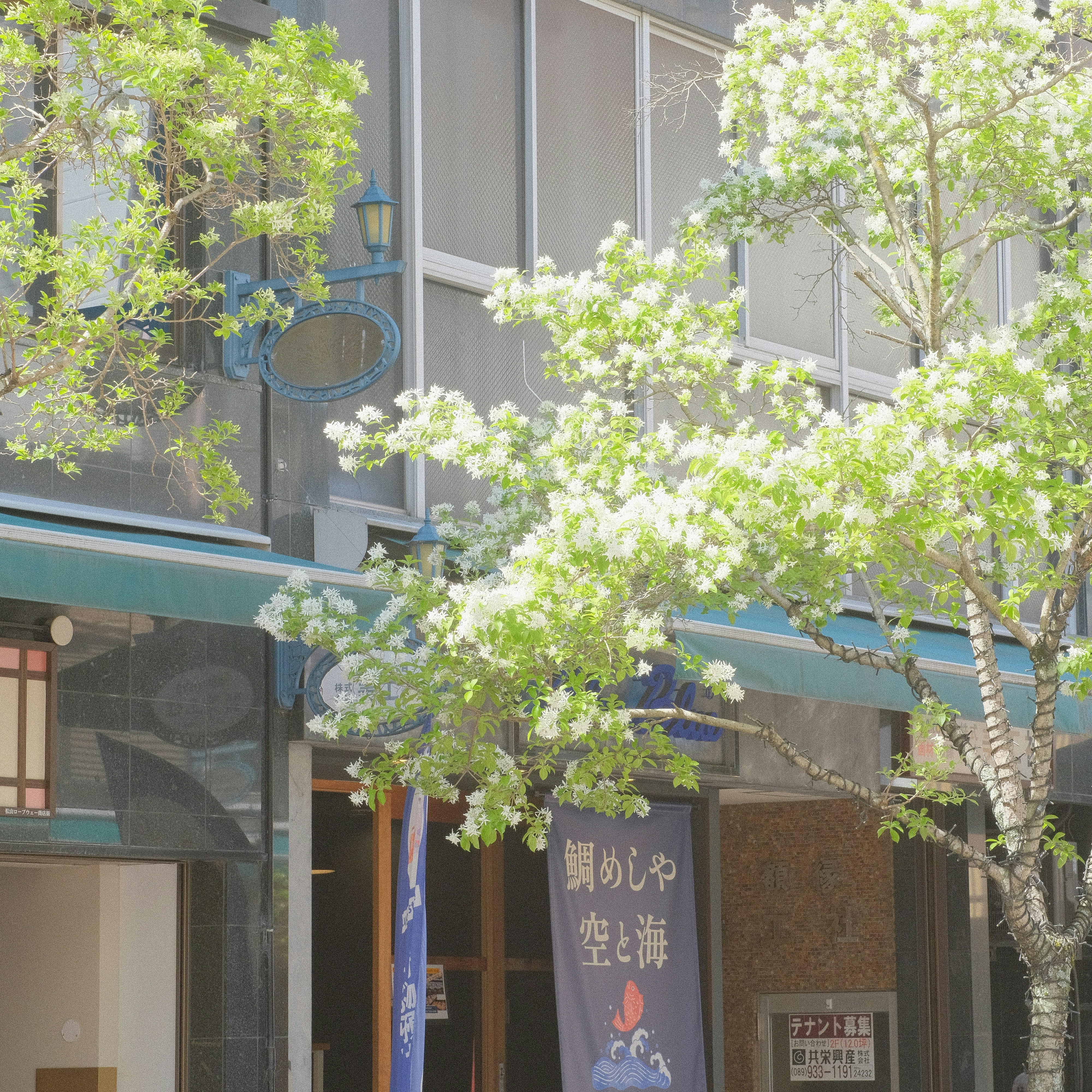 Green Canopy Over a Quiet Urban storefront