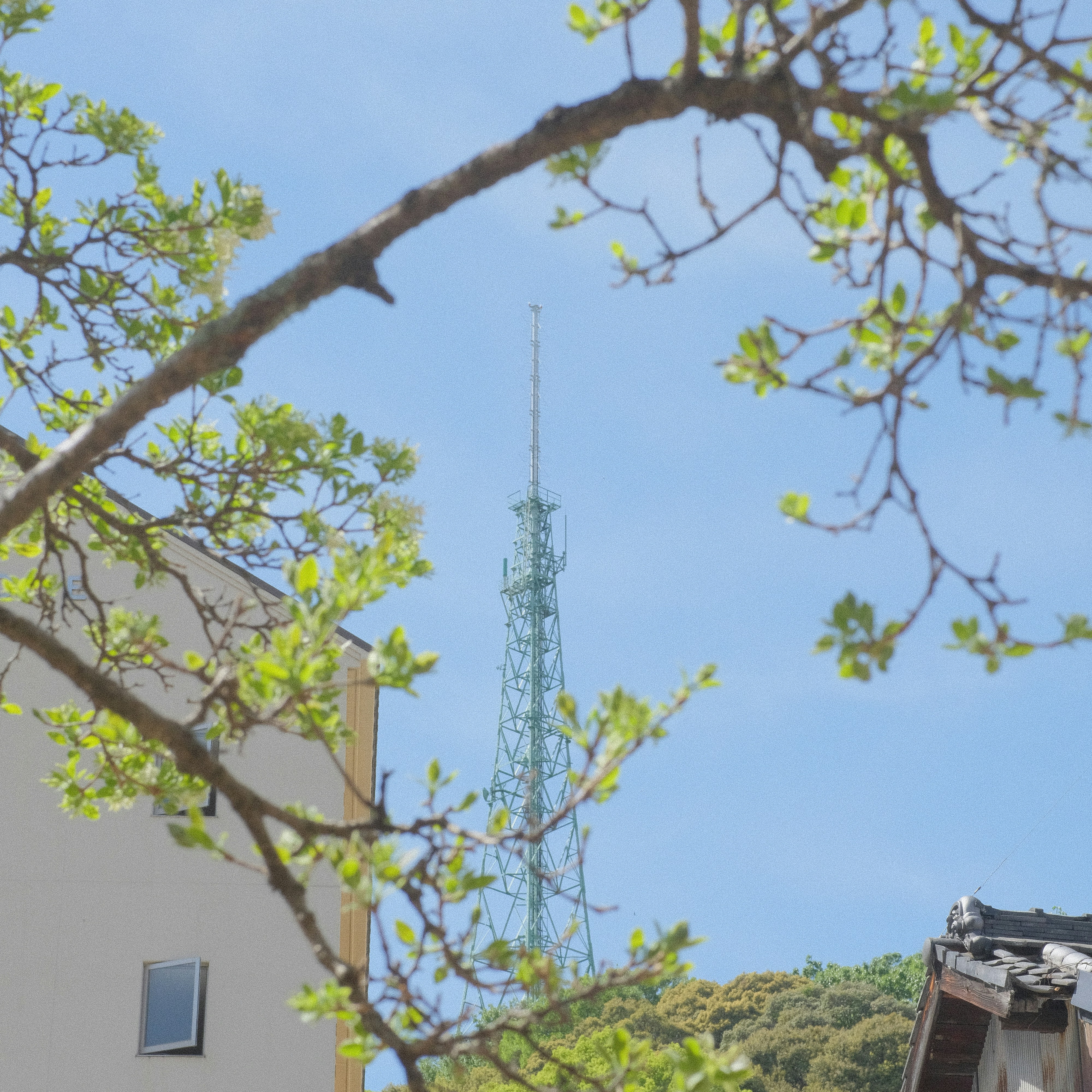 Aerial Signal Tower Framed by Spring Branches