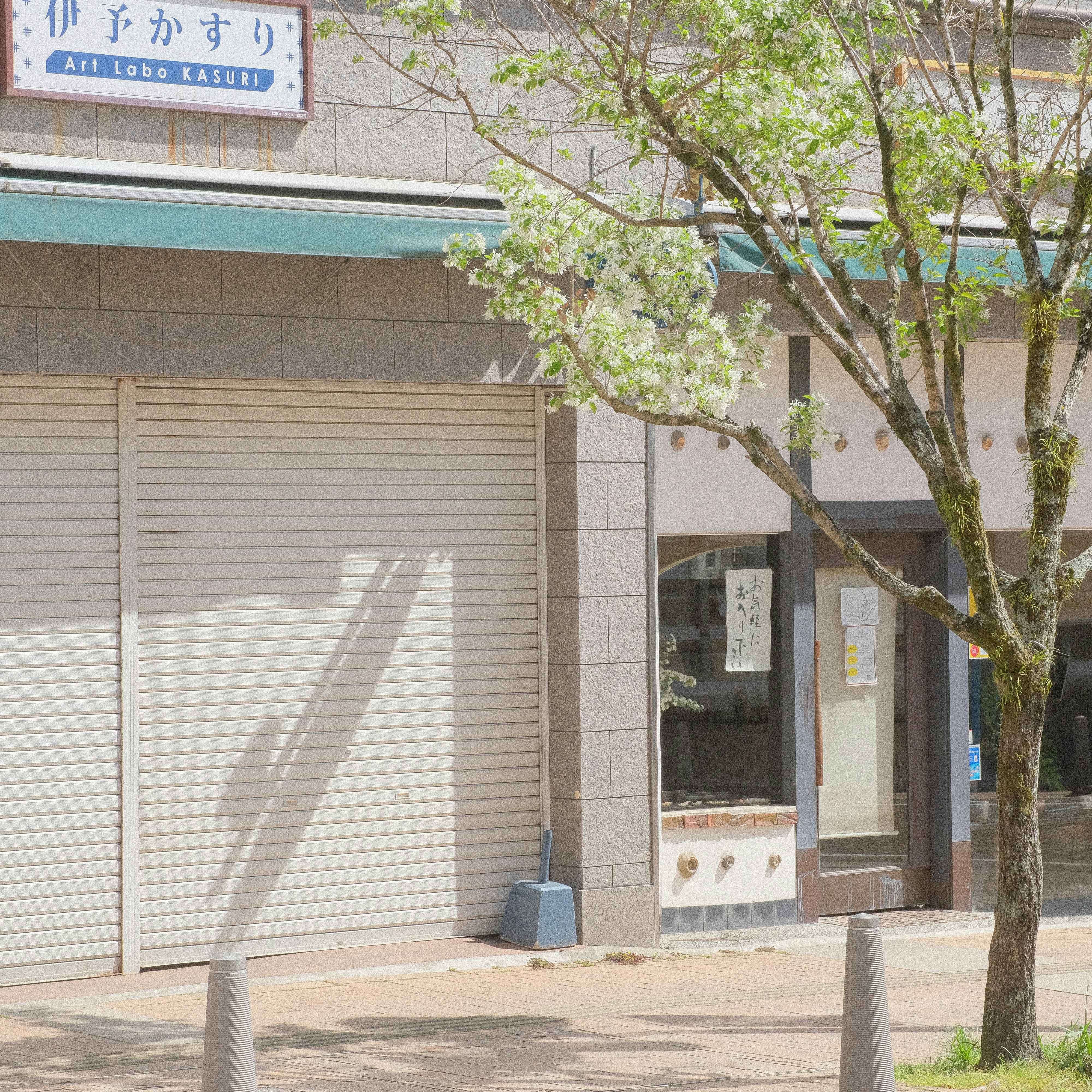 Quiet storefront with dappled shade and a tree-framed doorway