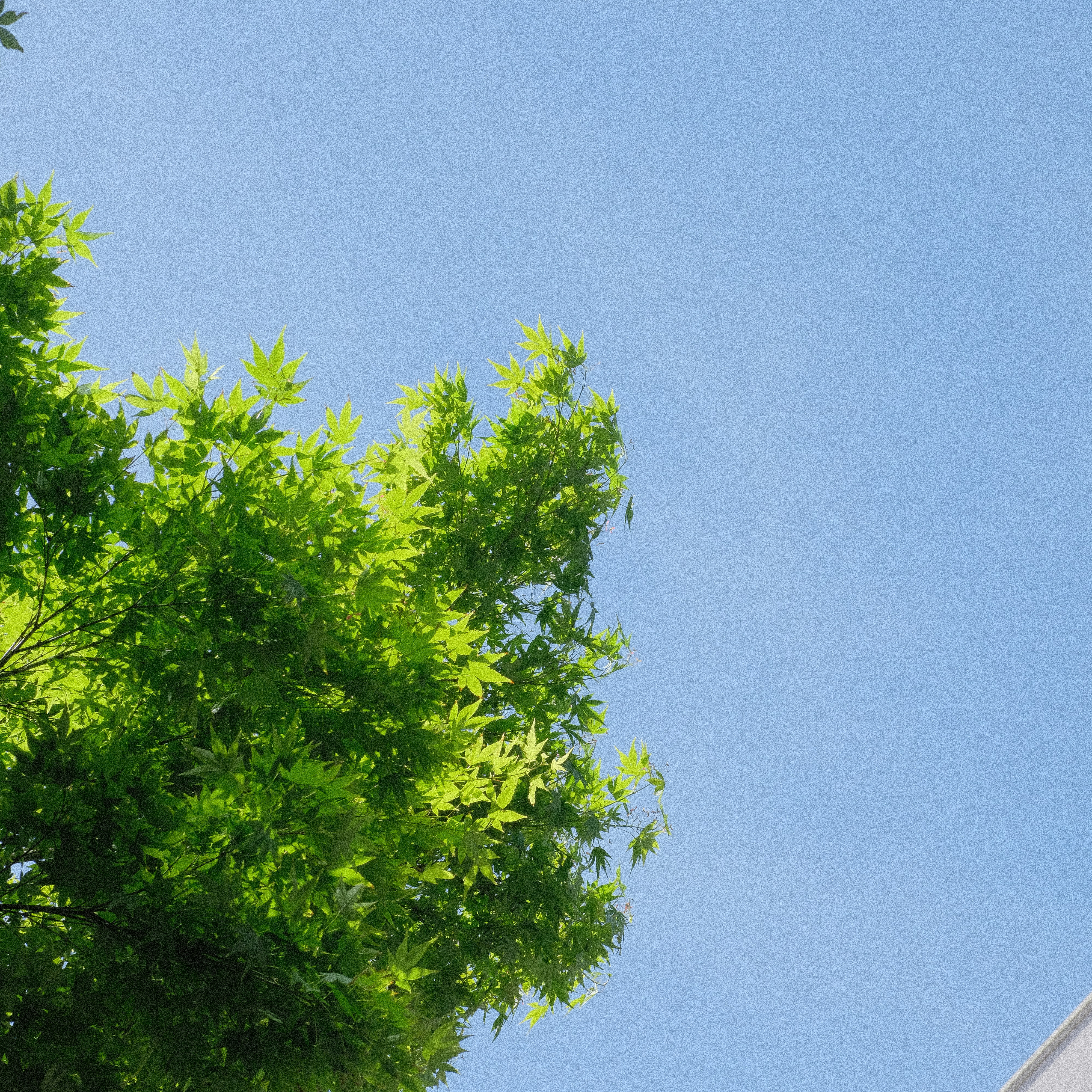 Verdant Tree Canopy Reaching Toward a Clear Sky