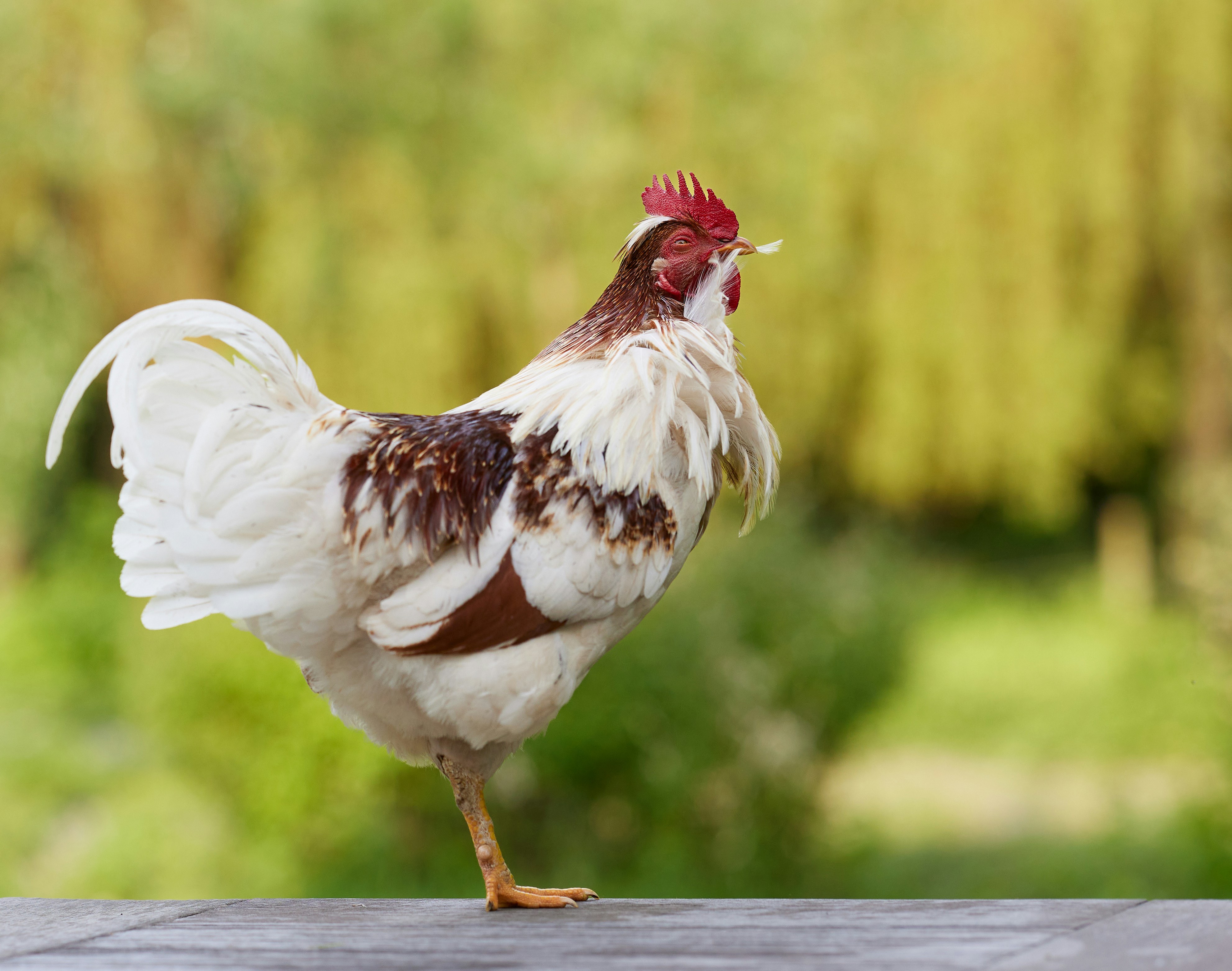 Rooster on a Rail: A Bold Strut Against Greenery