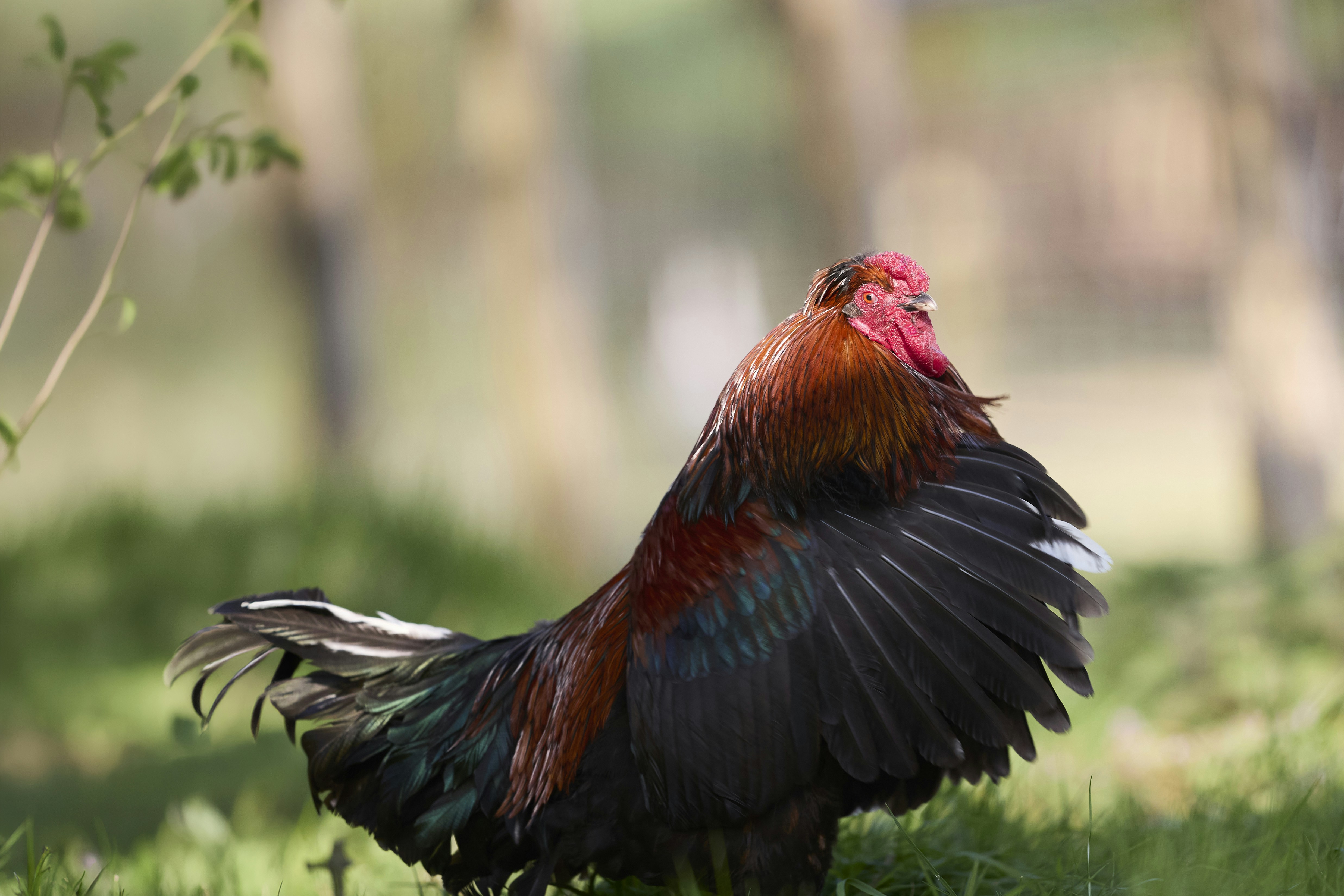 Rouge Rooster in Sunlit Yard: A Portrait of Color and Texture